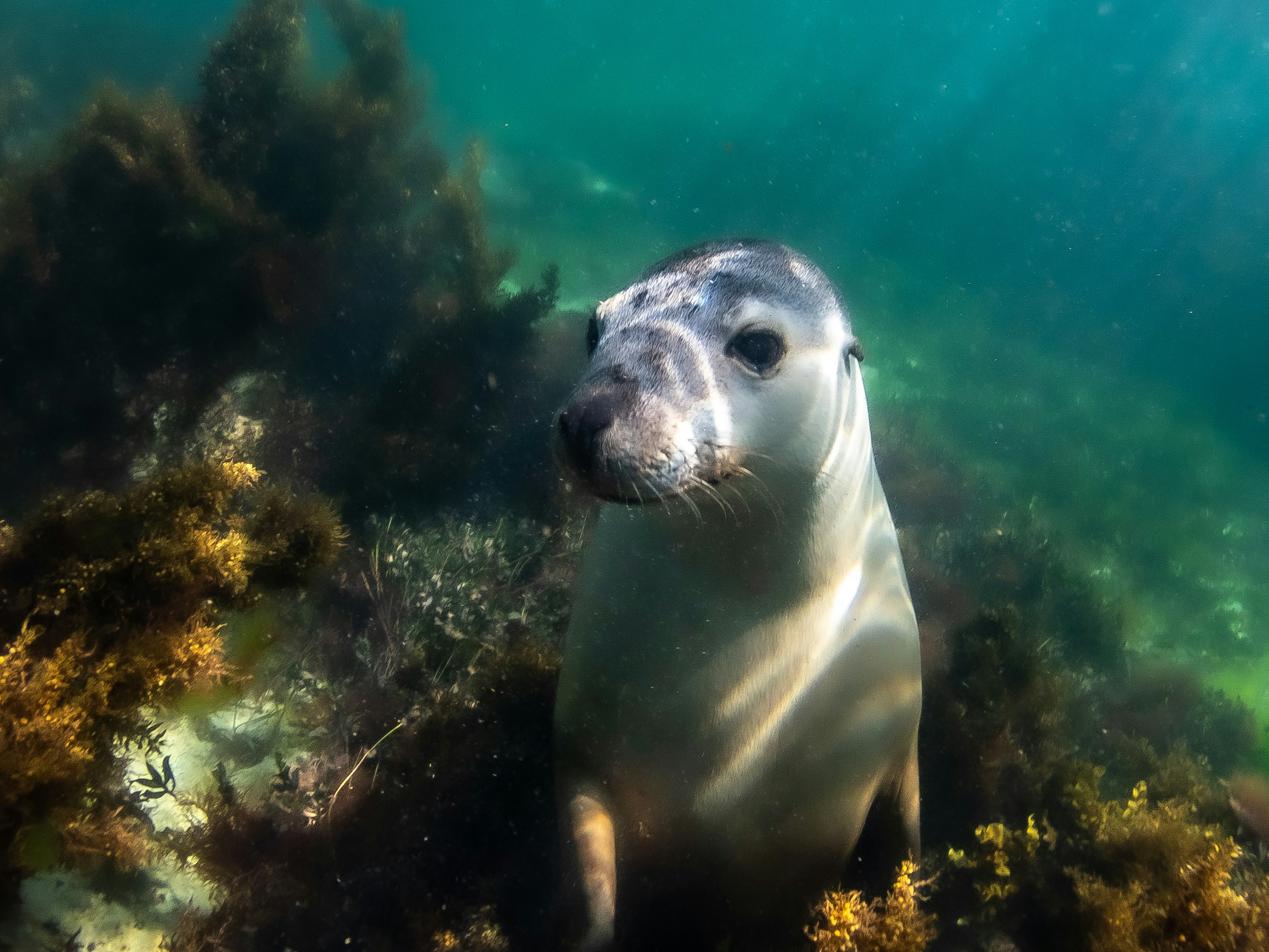 Underwater photograph capturing a curious harbor seal among kelp in sunlit turquoise water.
