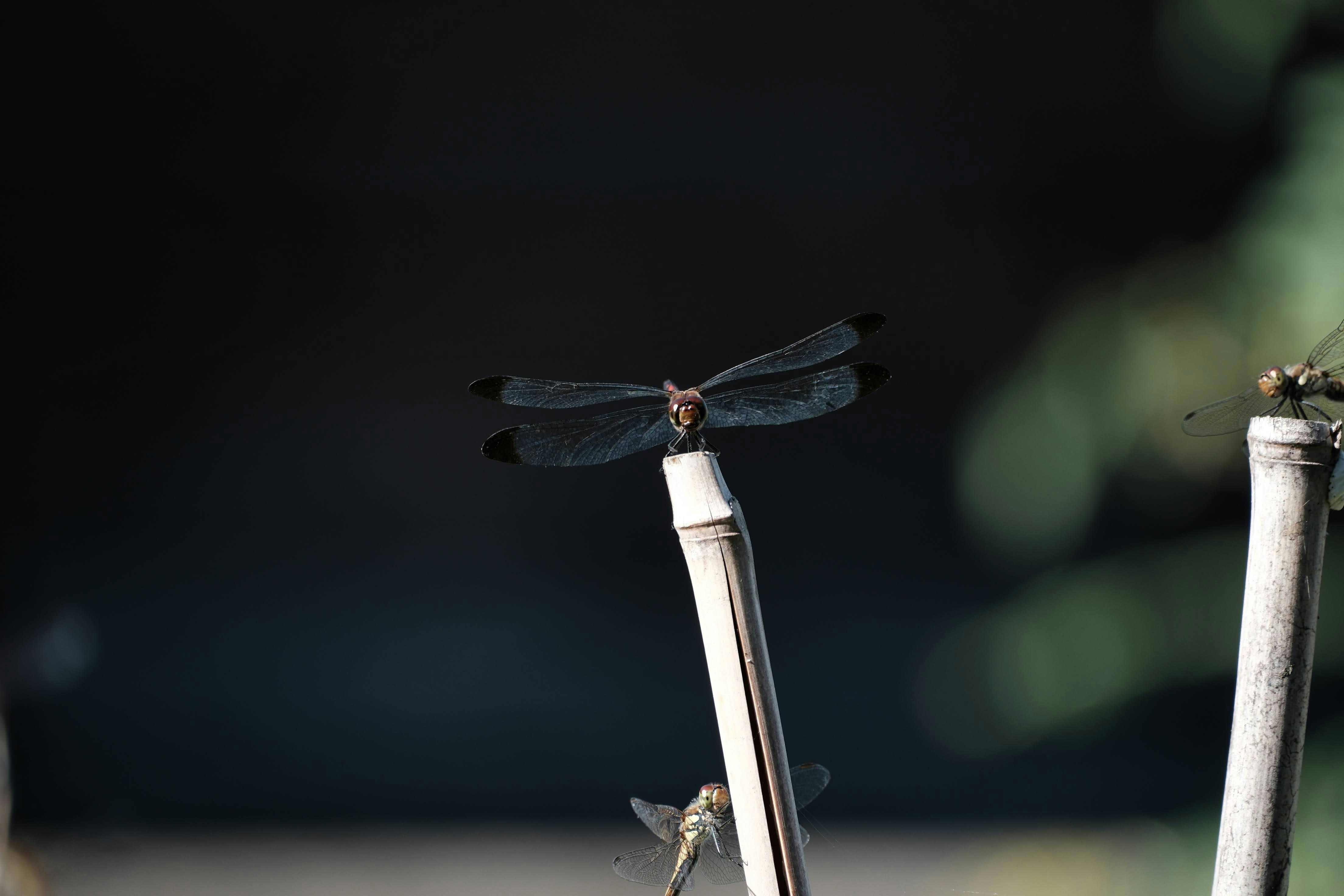 Photo by Seiya Maeda with Fujifilm X-H2S