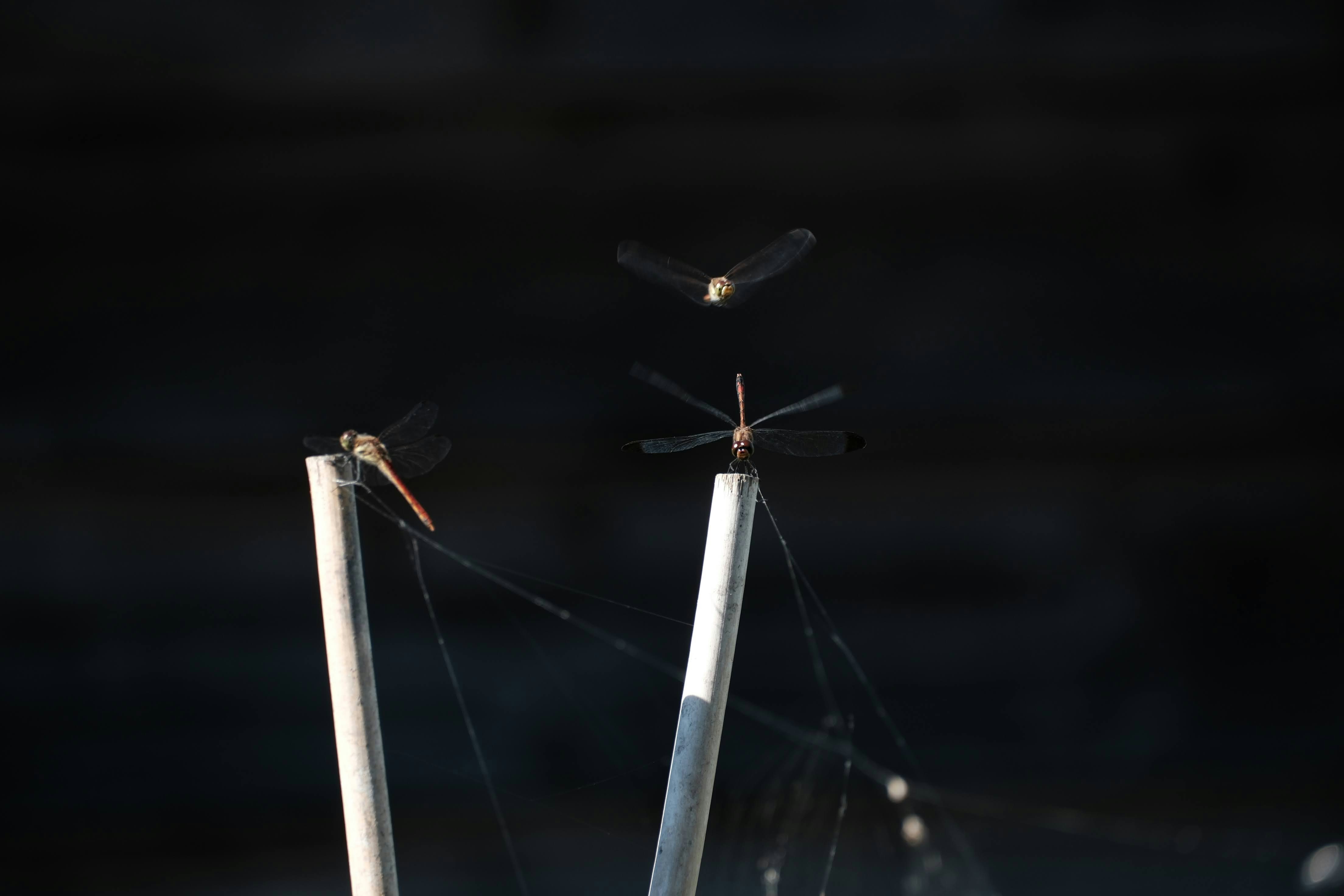 Midair Convergence Between Slender Poles: Dragonflies in a Velvet Backdrop