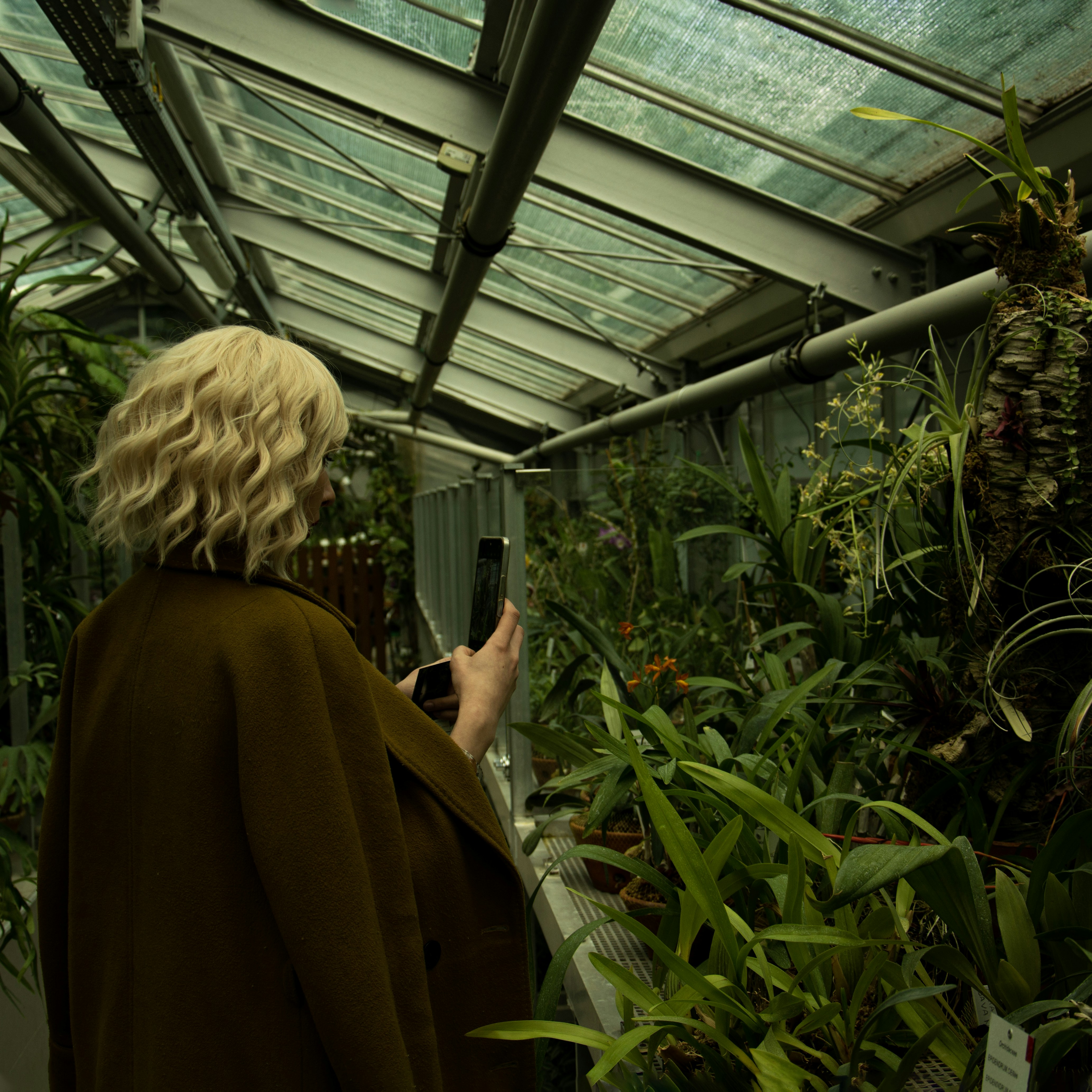 Echo in a Glasshouse: A Quiet Portrait Amid Tropical Foliage