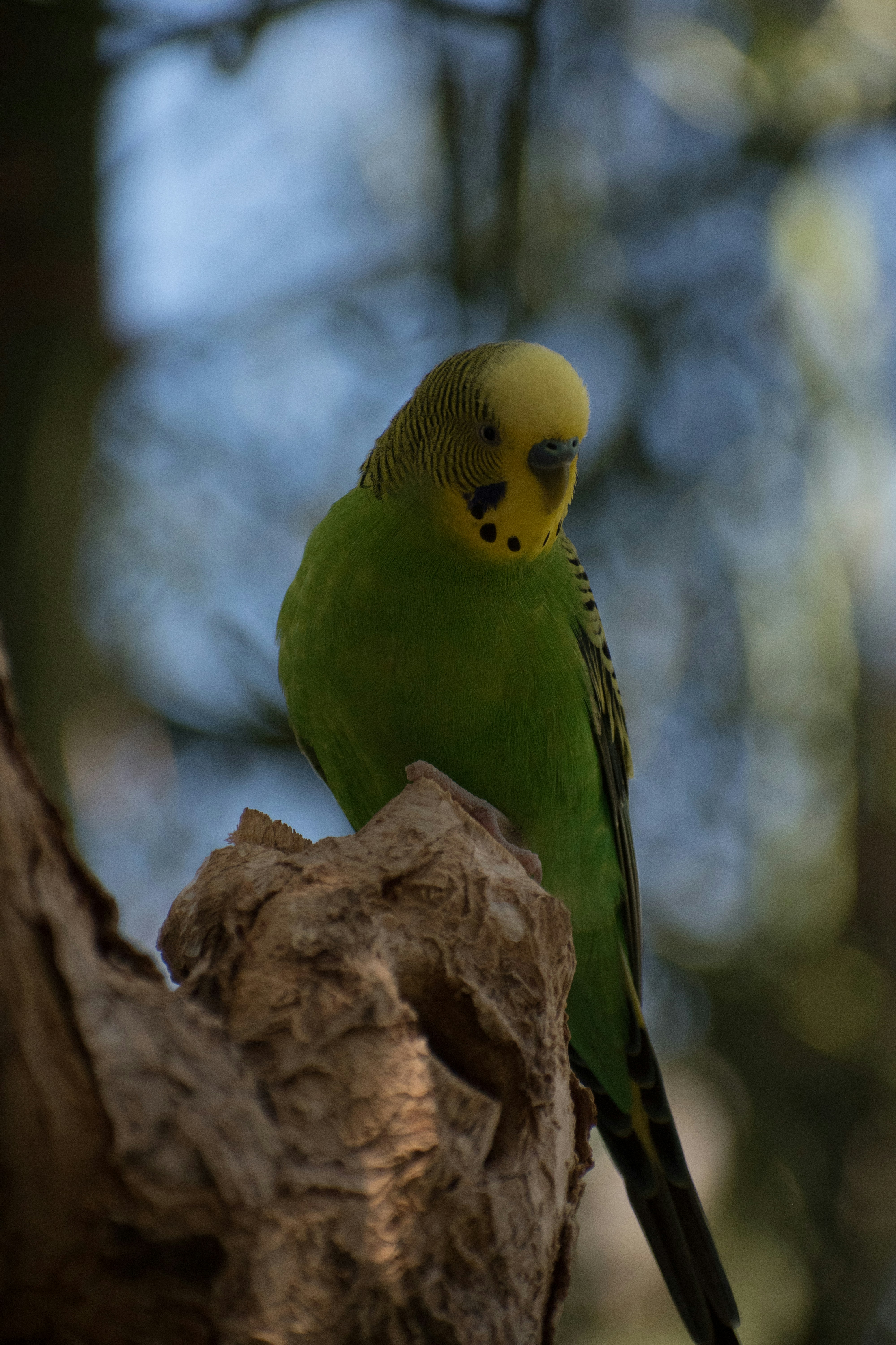 Verdant Sentinel: A Budgerigar Perched in Quiet Forest Light