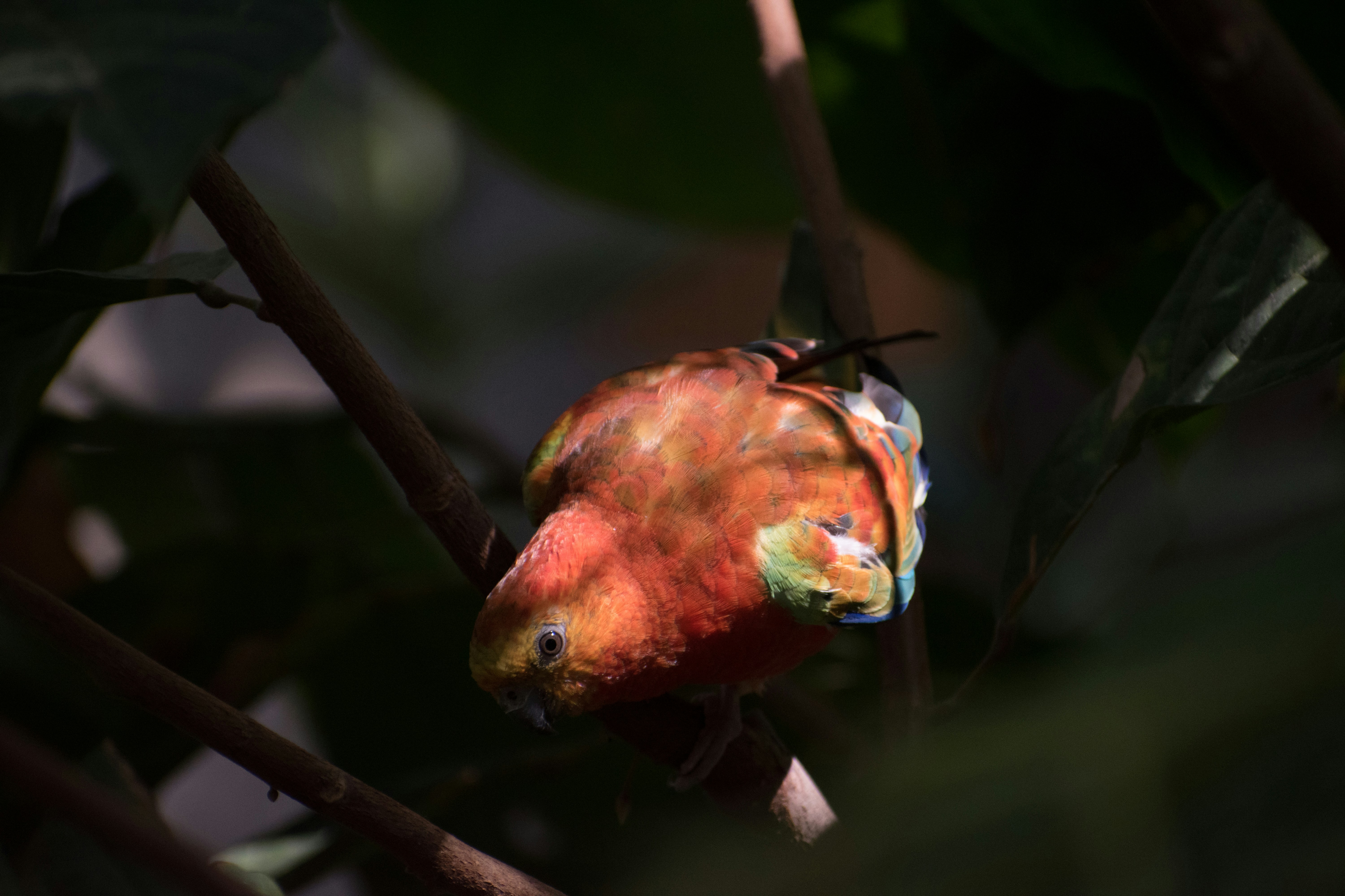 Upside-Down Ember: A Sun Conure in Shadowed Garden Light