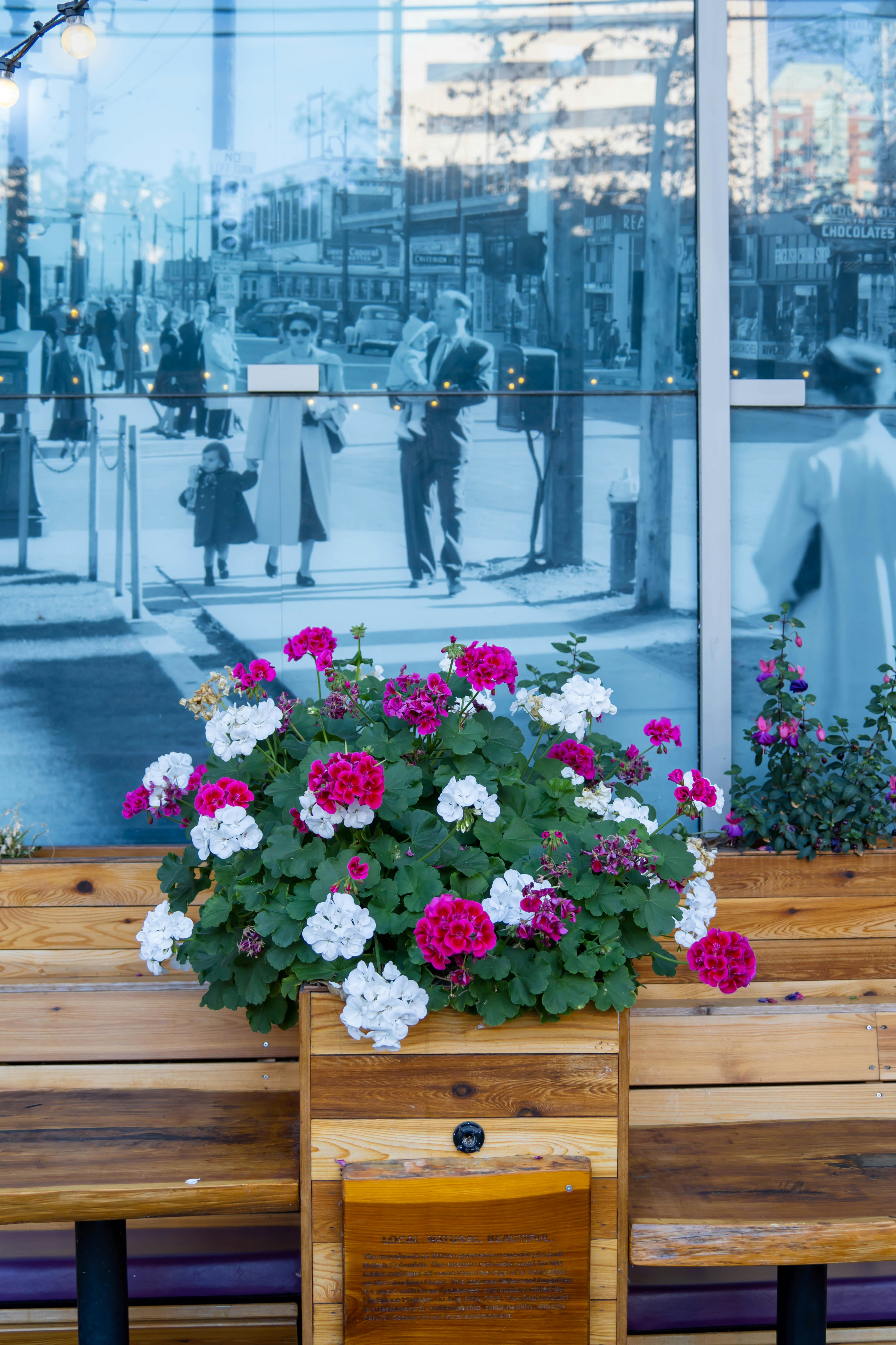Petals at the Glassfront: Bloom on a Quiet Urban Facade