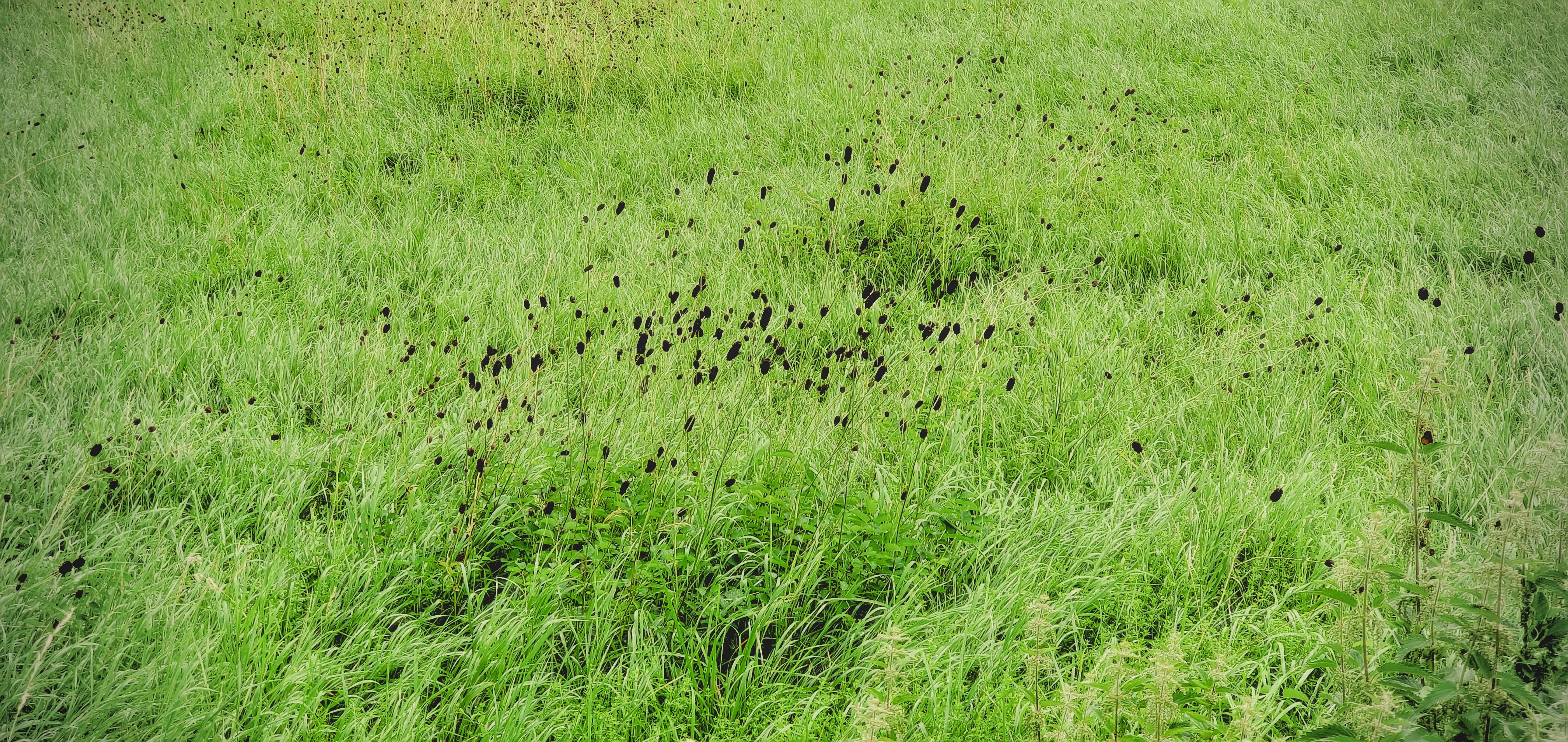 Black birds scattered across a vibrant grassy field.