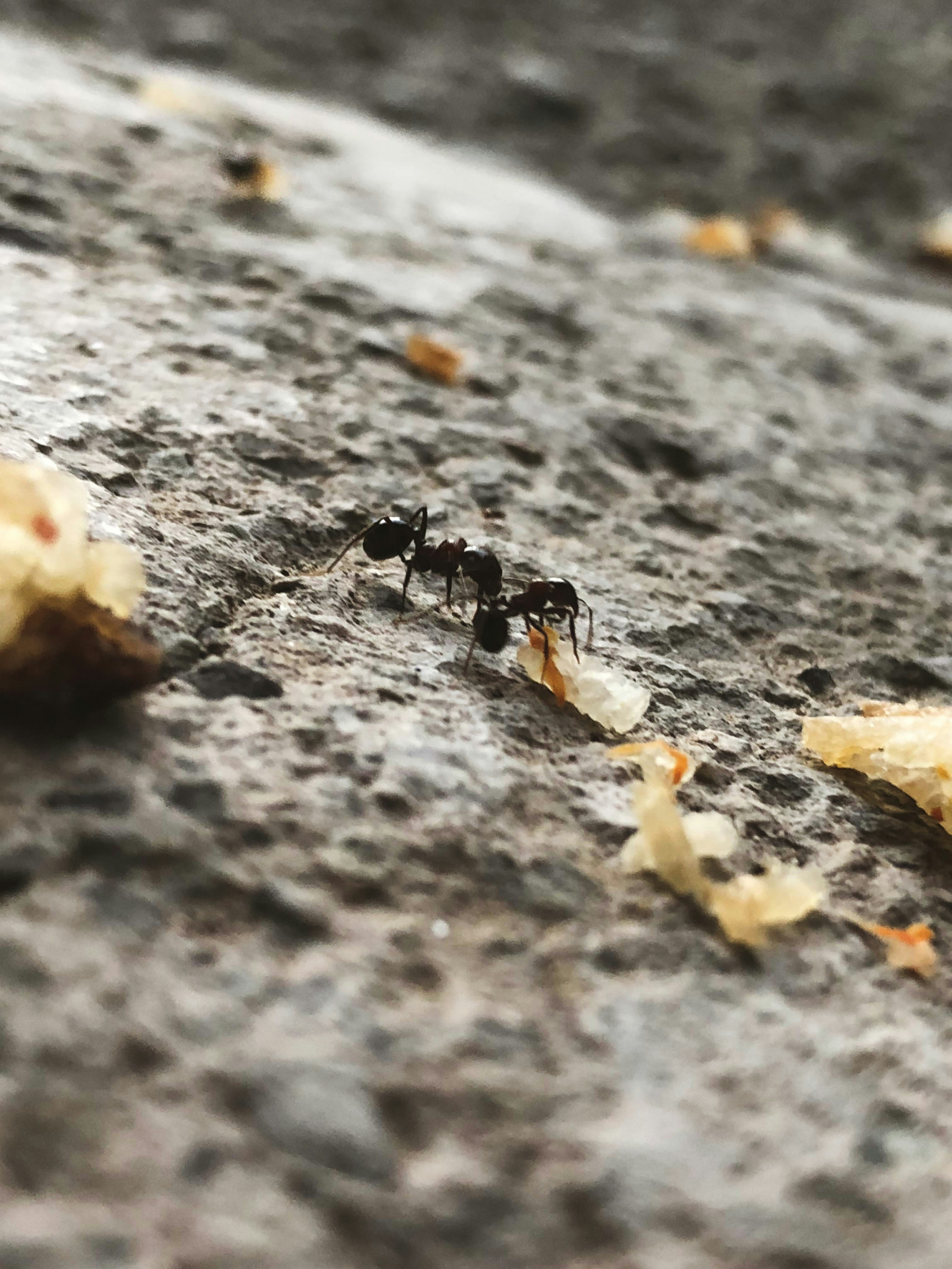 The Cracked Stage: An Ant's Close-Quarters Journey