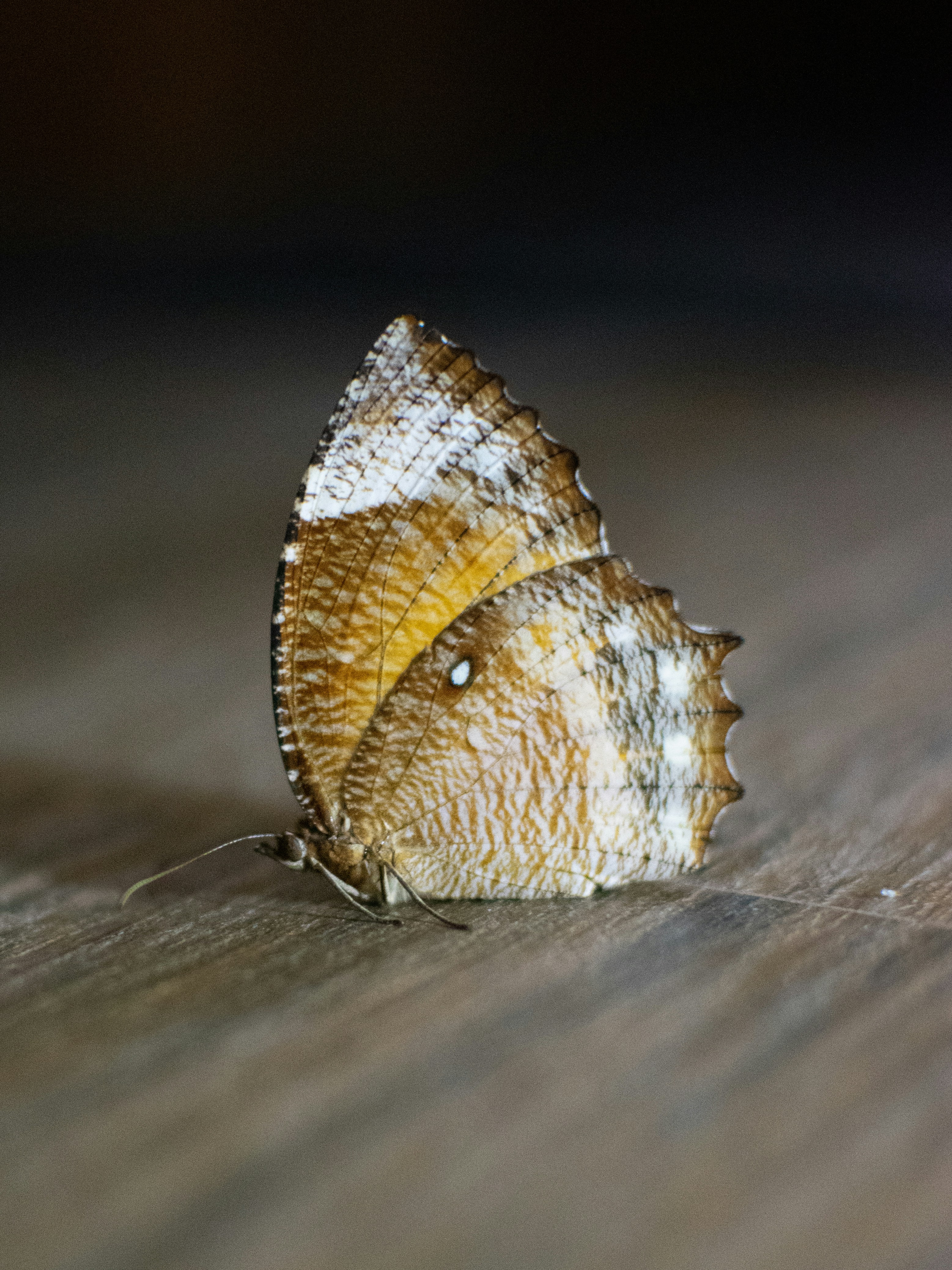 Wooden Stage, Brown-White Butterfly: A Poised Close-Up