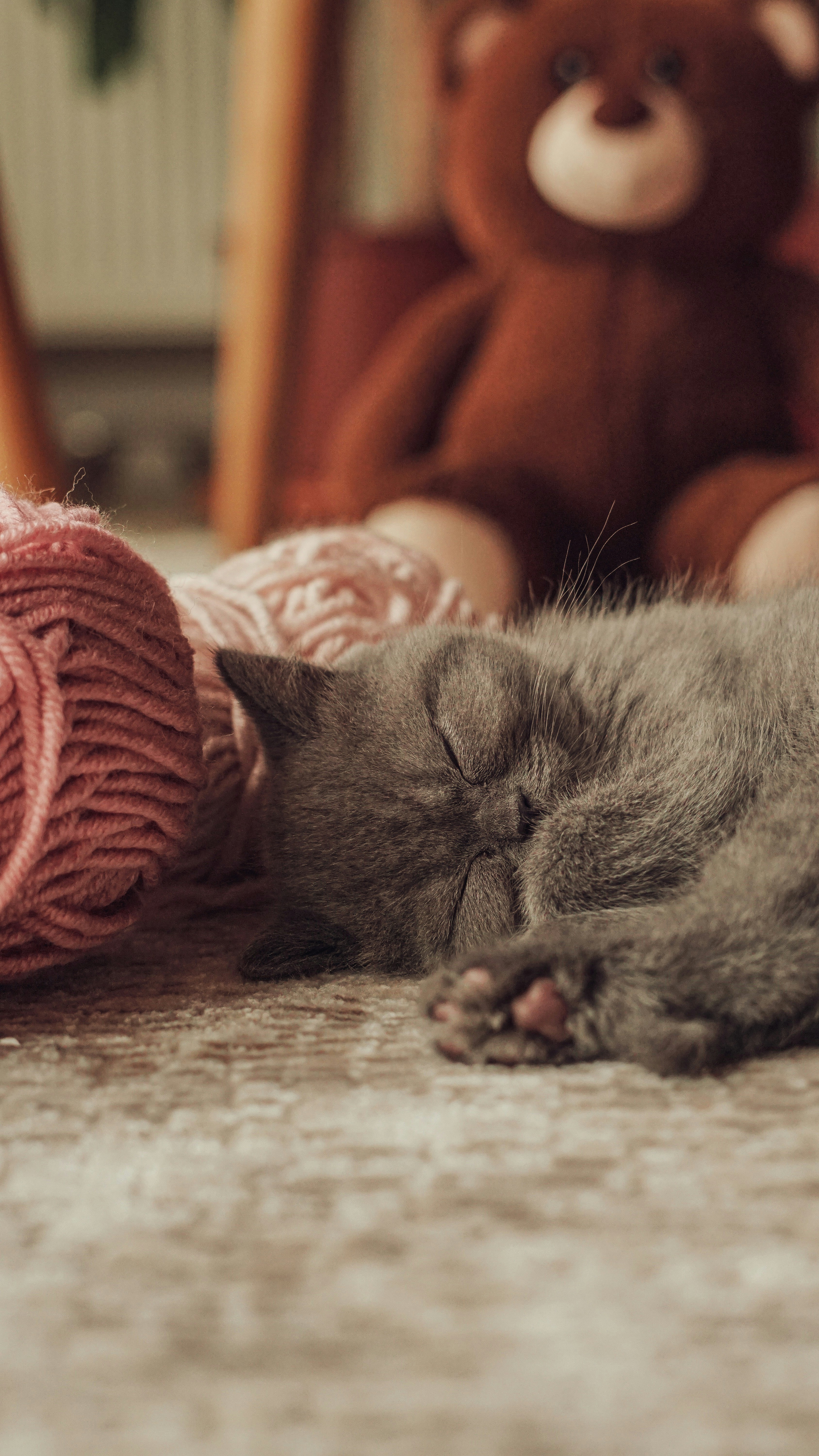 Nap Time by the Toy Bear: A Gray Kitten in Soft Focus