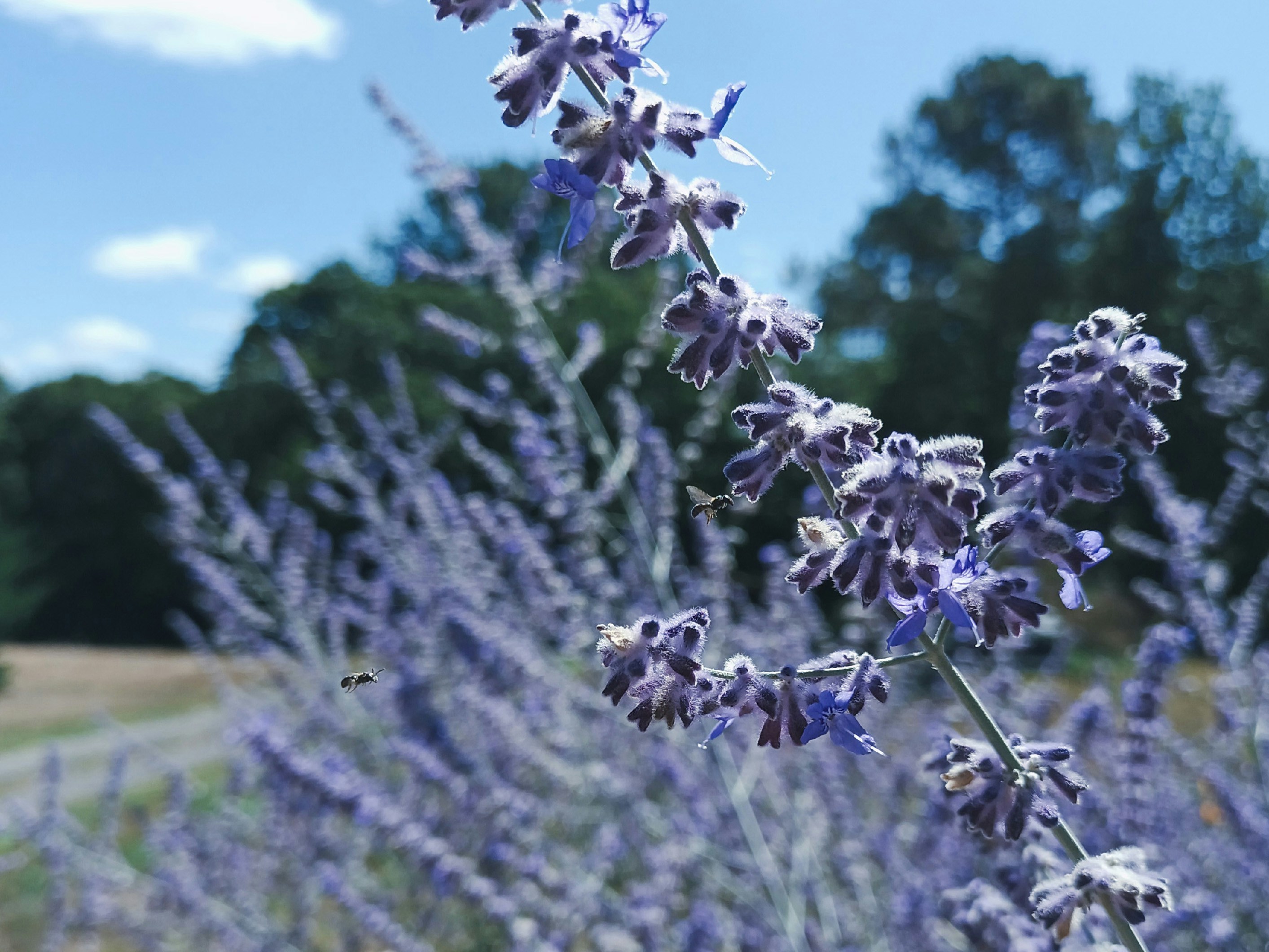 Close-up of lavender blooms in sharp focus with a shallow depth of field, the foreground flowers standing out against a blurred blue-sky meadow.