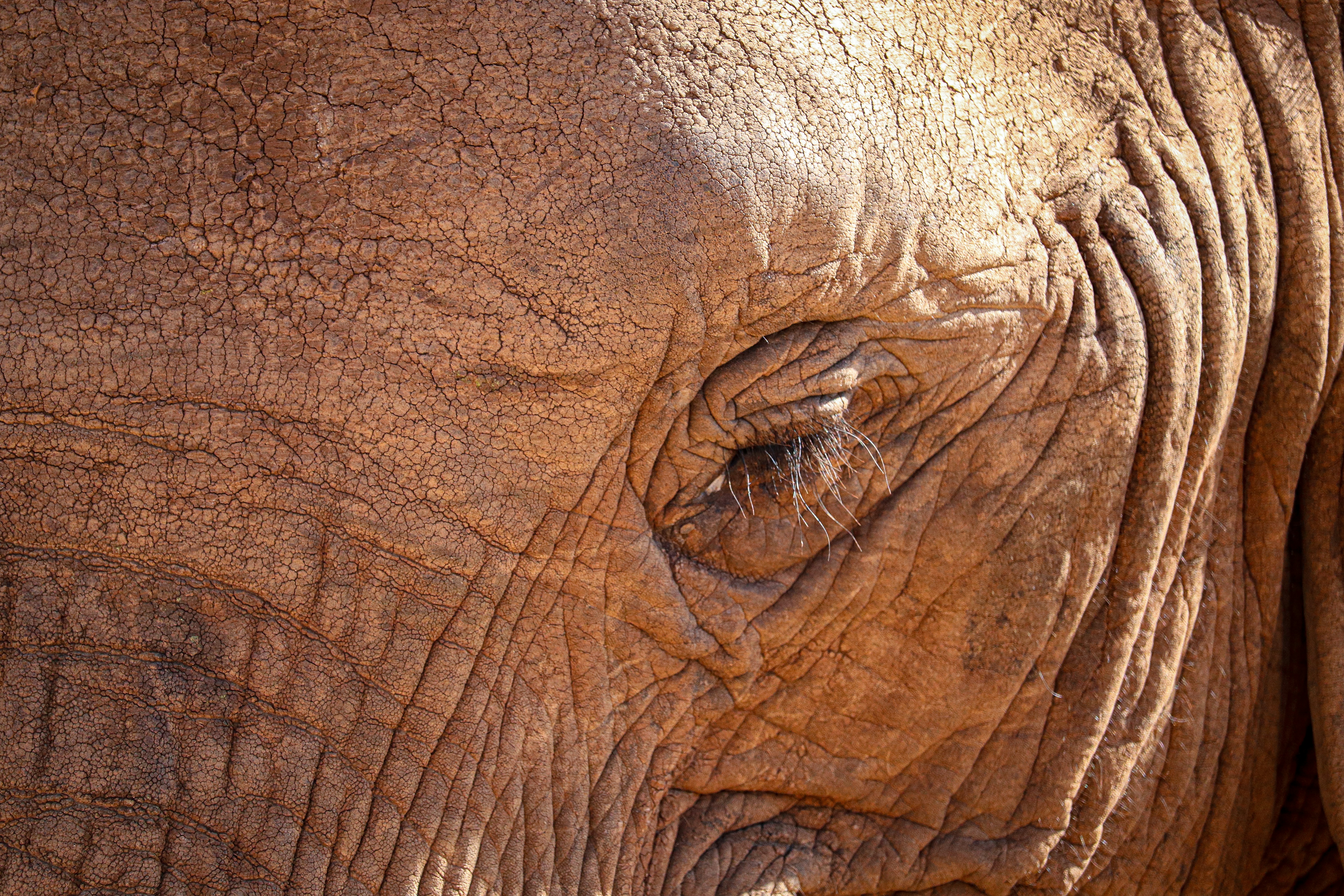 A mesmerizing close-up of an elephant's eye, revealing the intricate landscape of cracks and wrinkles on its skin. These natural patterns resemble a soil-eroded terrain, telling the story of the many years and experiences that have shaped the life of this magnificent creature.