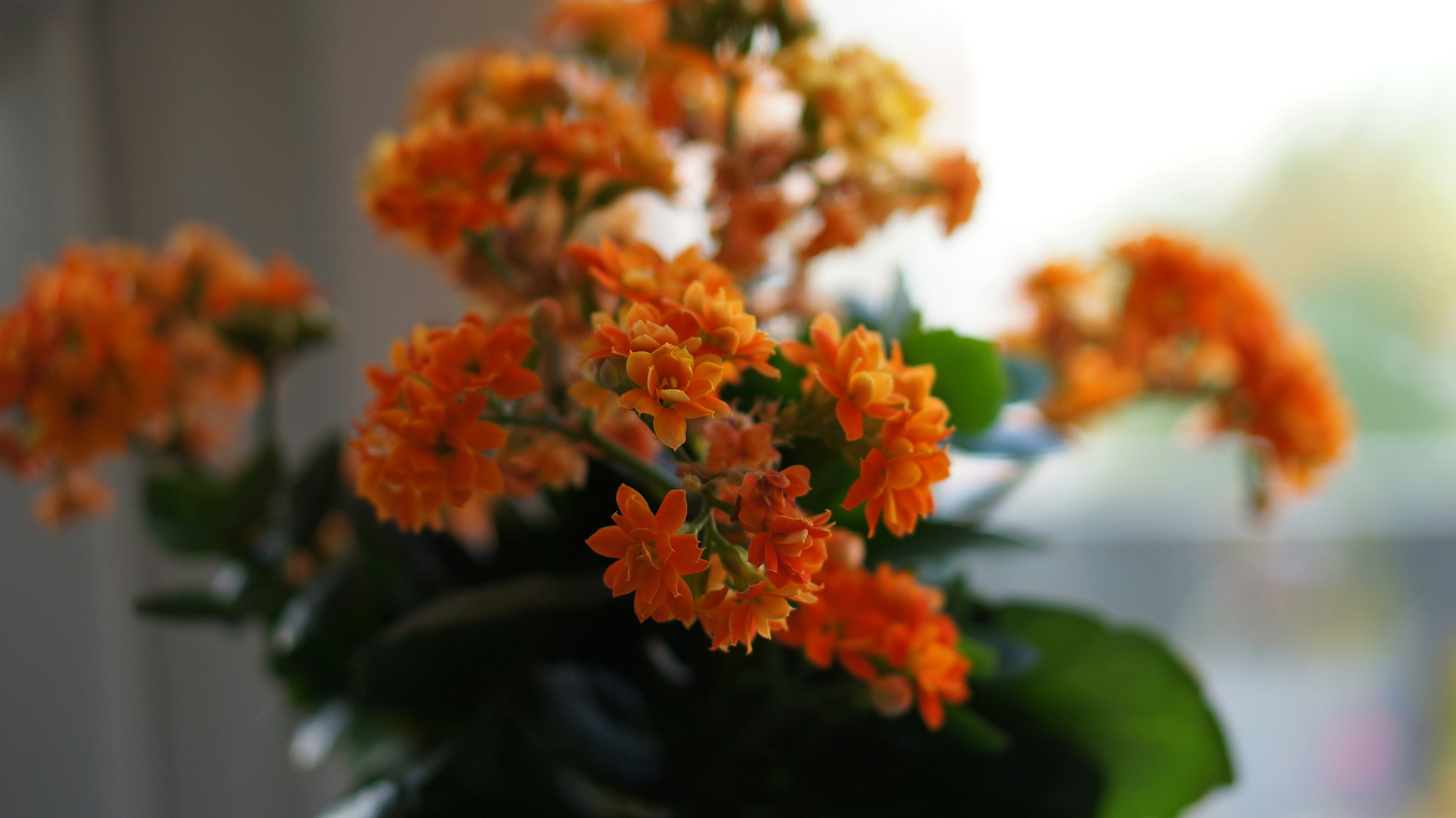 Sunlit Orange Blossoms Framed by Window Glow