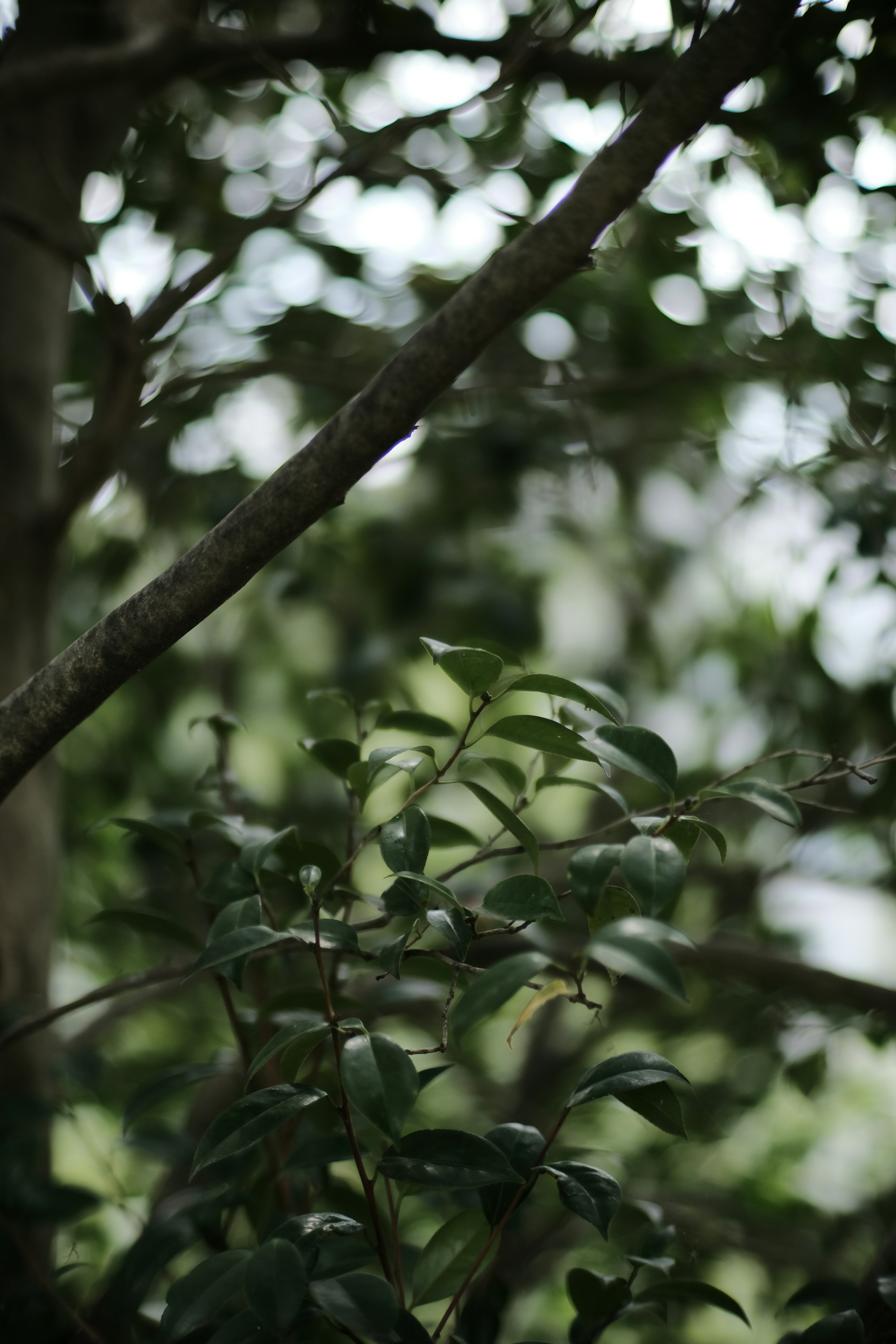 Photo by MAK with Fujifilm X-T20