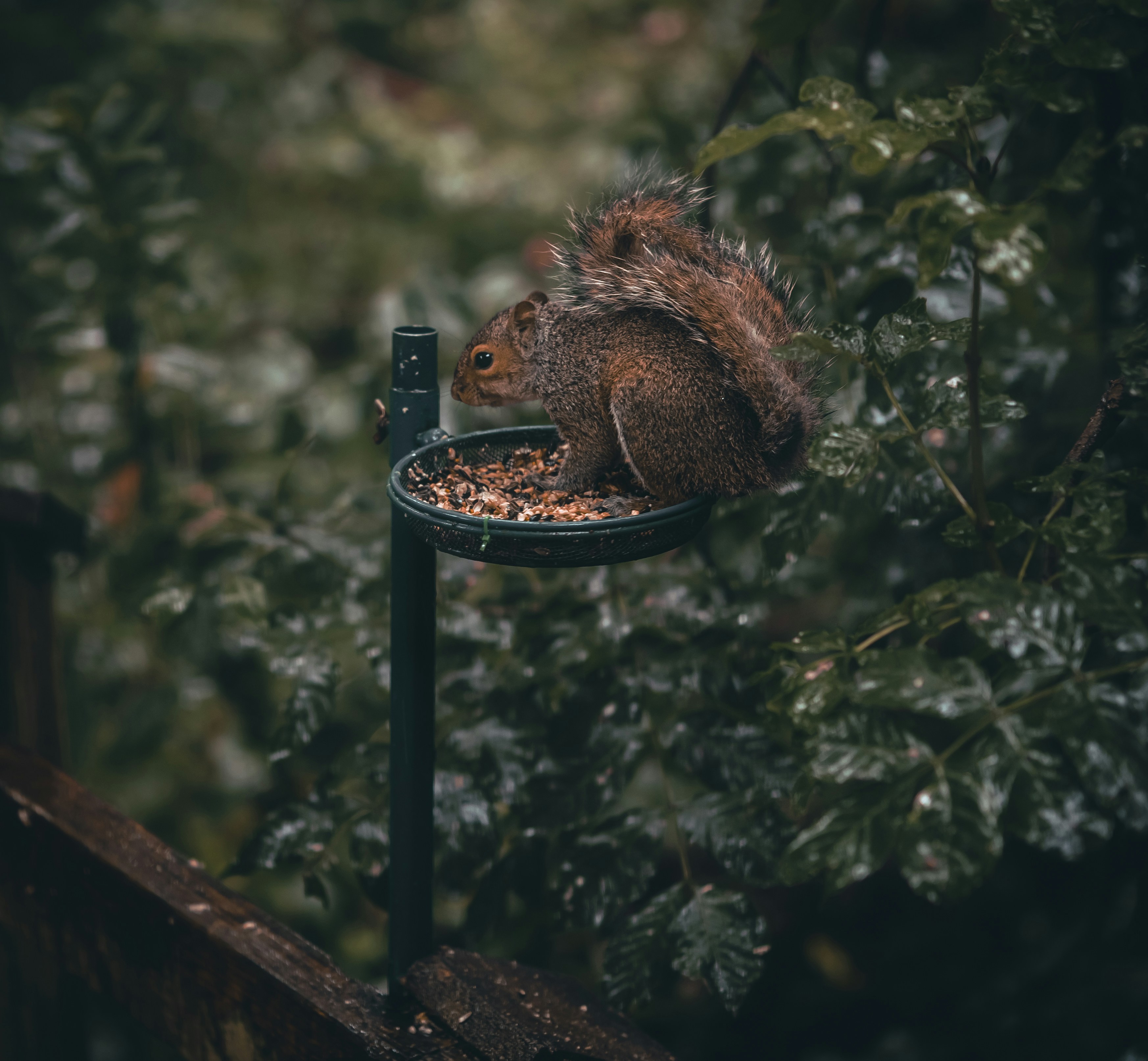 Edge of the Garden: Squirrel at a Mossy Feeder Amid Emerald Foliage