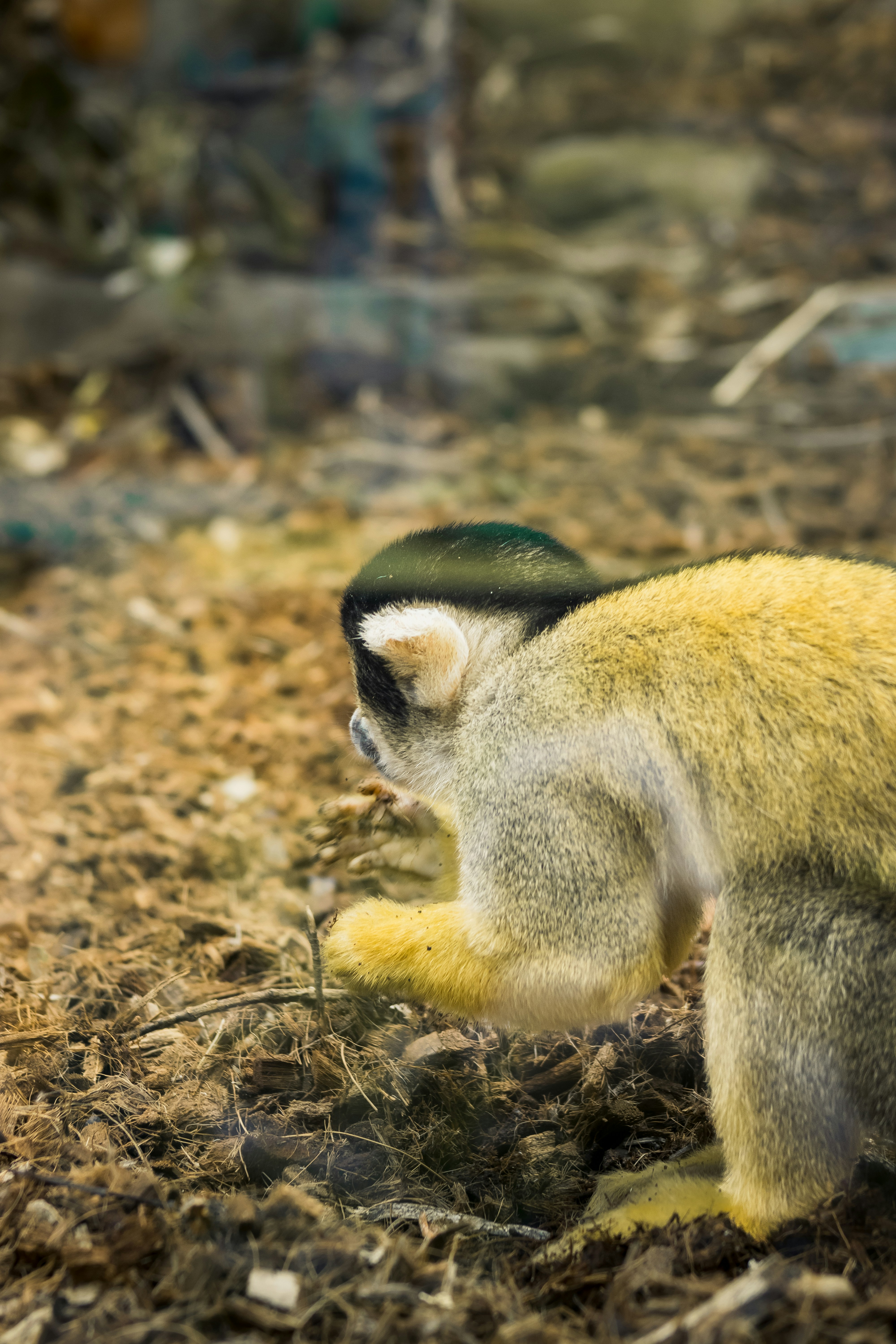 Sunlit Forage: Golden Macaque on Leaf-Litter