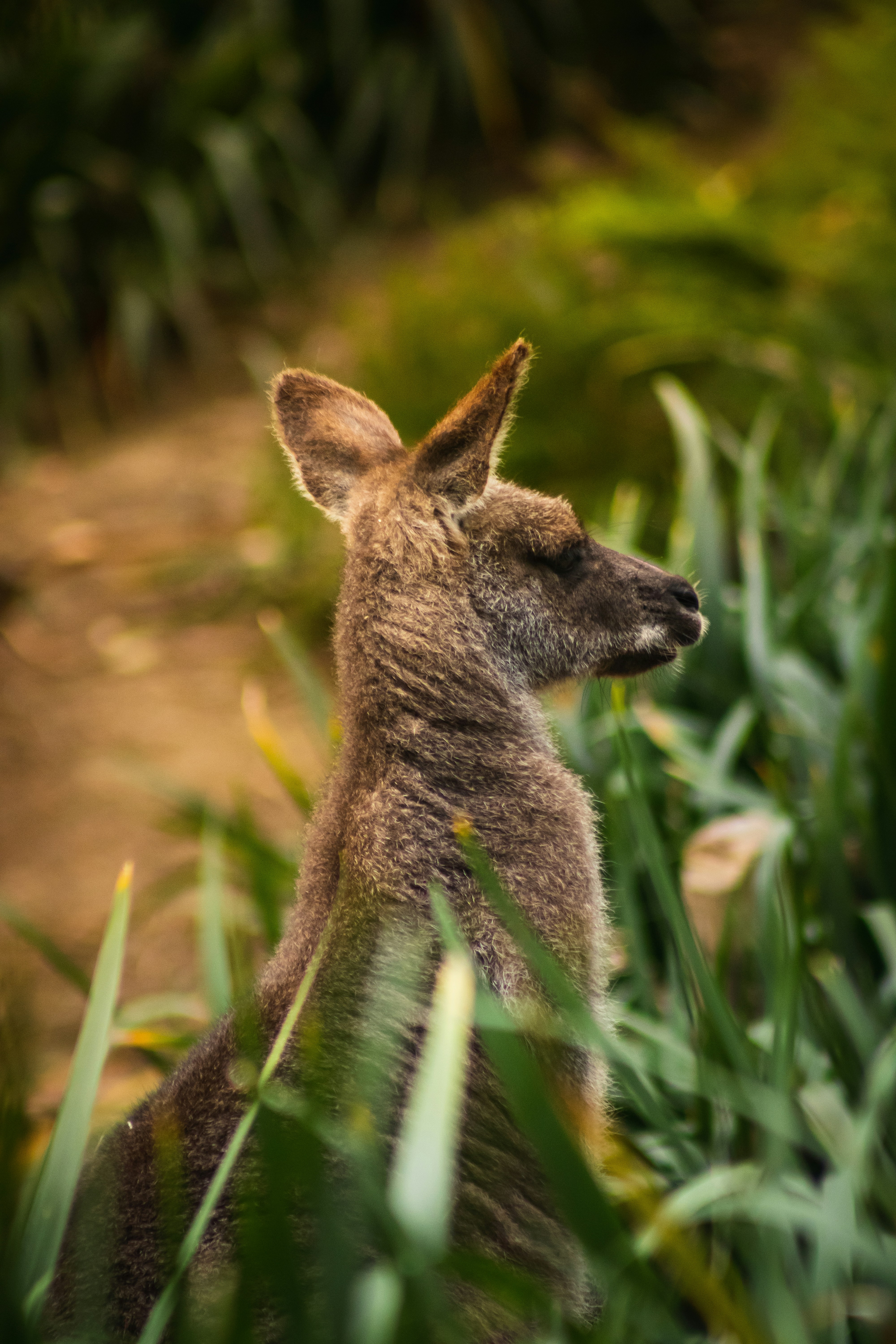 Whispers in the Grass: A Wallaby Pauses on a Sunlit Track