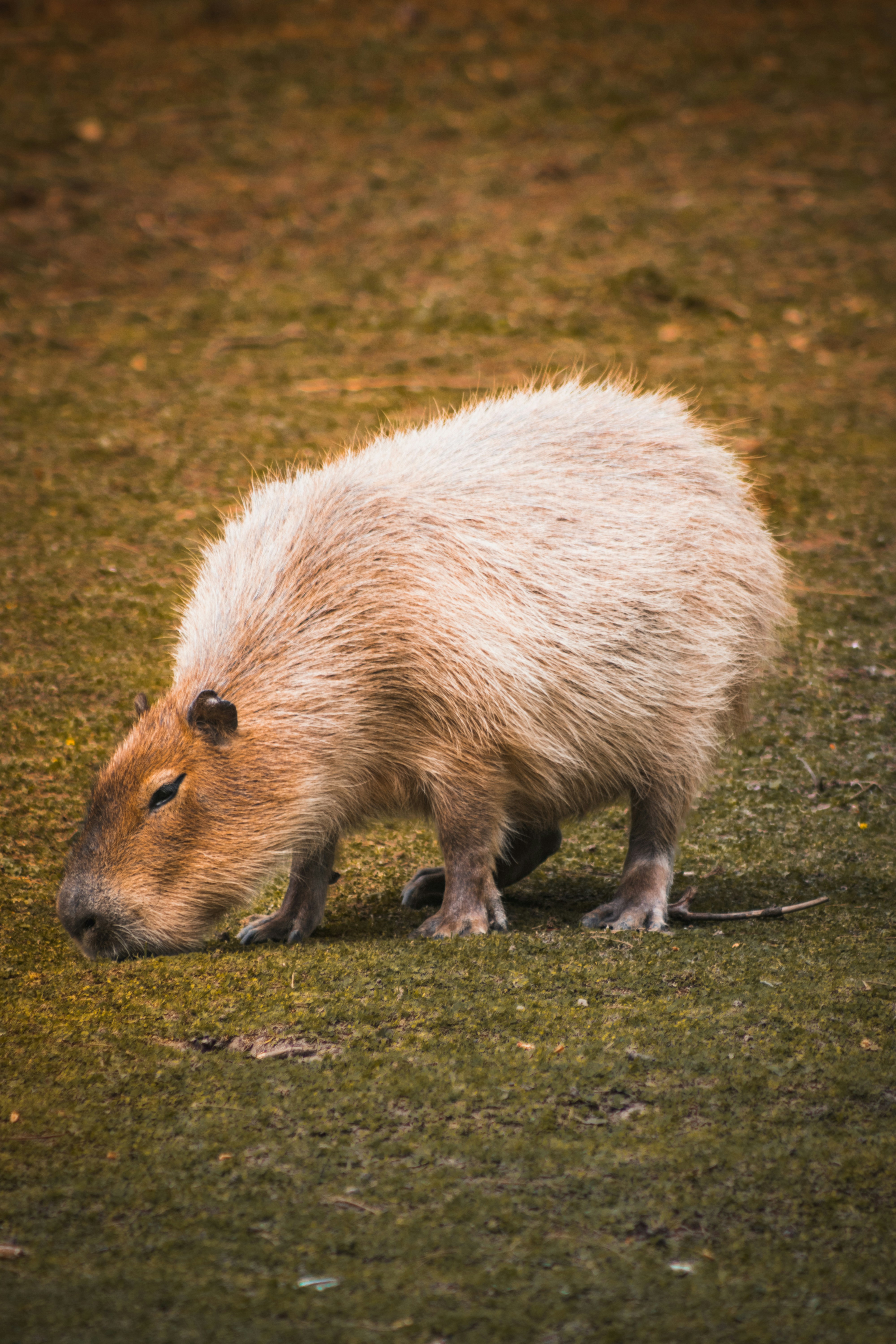 Foto Un capibara está parado en la hierba – Imagen Wellington gratis en ...
