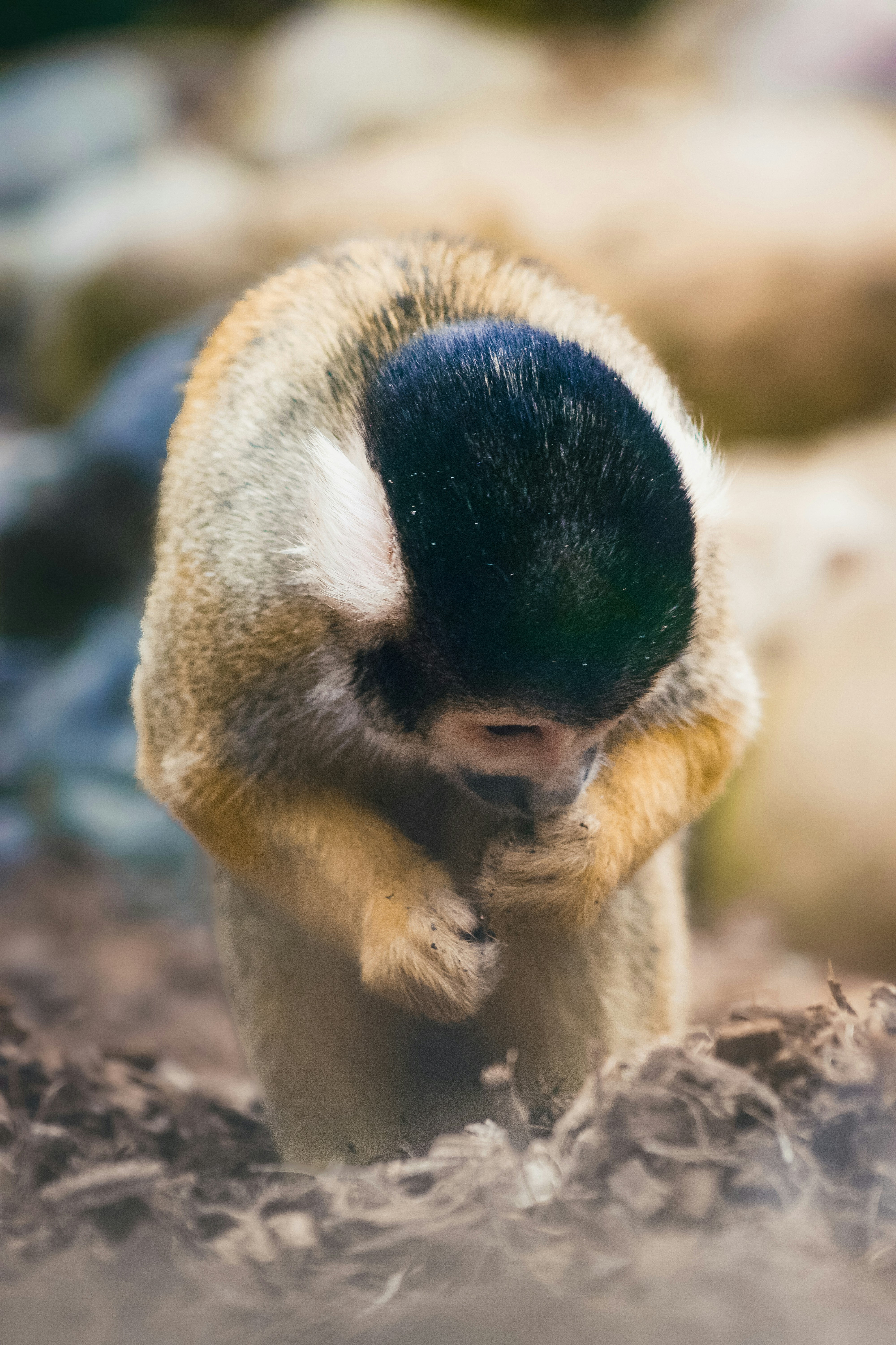 Gentle Probe: A Baby Sifaka Knows Its Ground