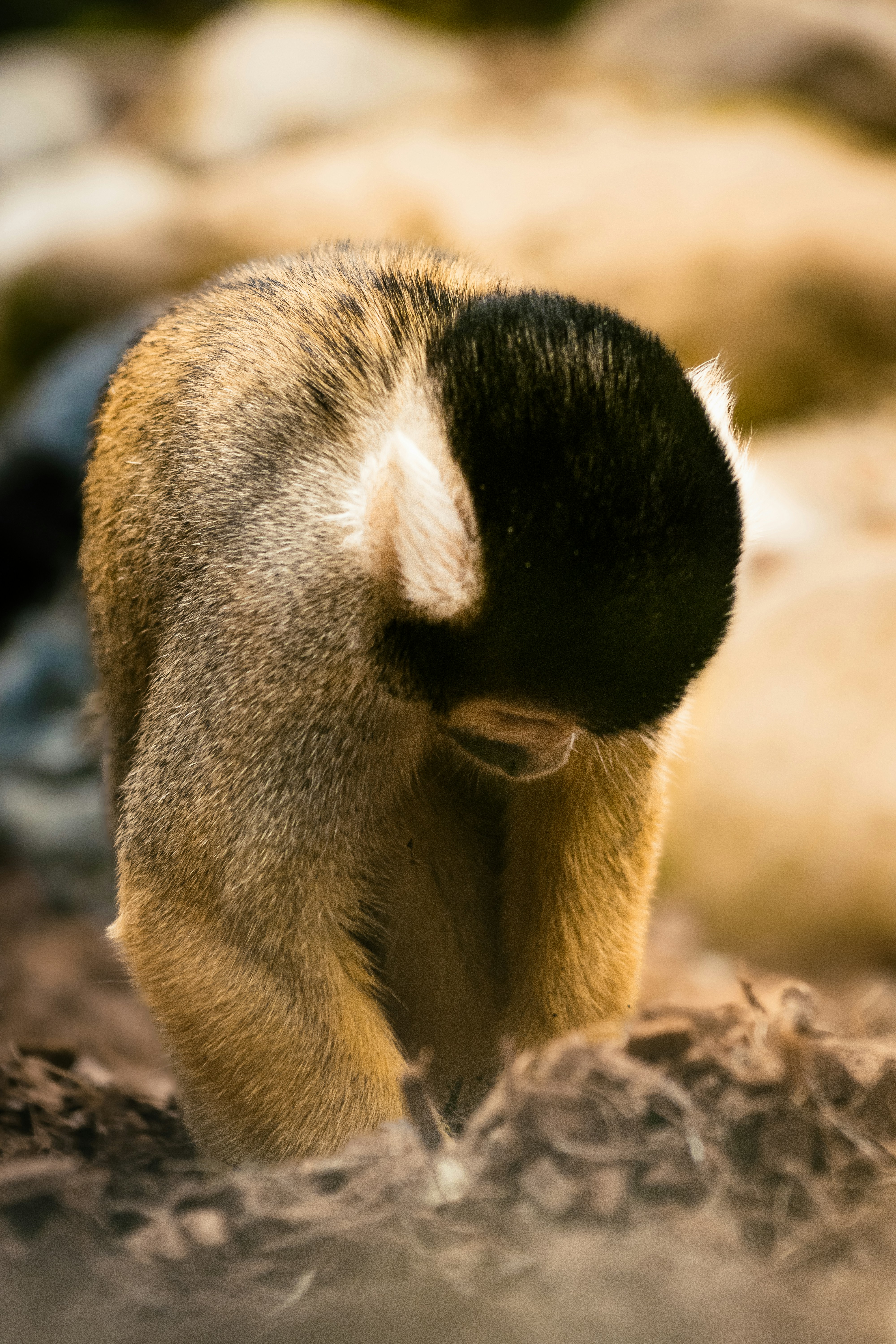 Amber Ground, Dark Crown: A Quiet Moment of Foraging
