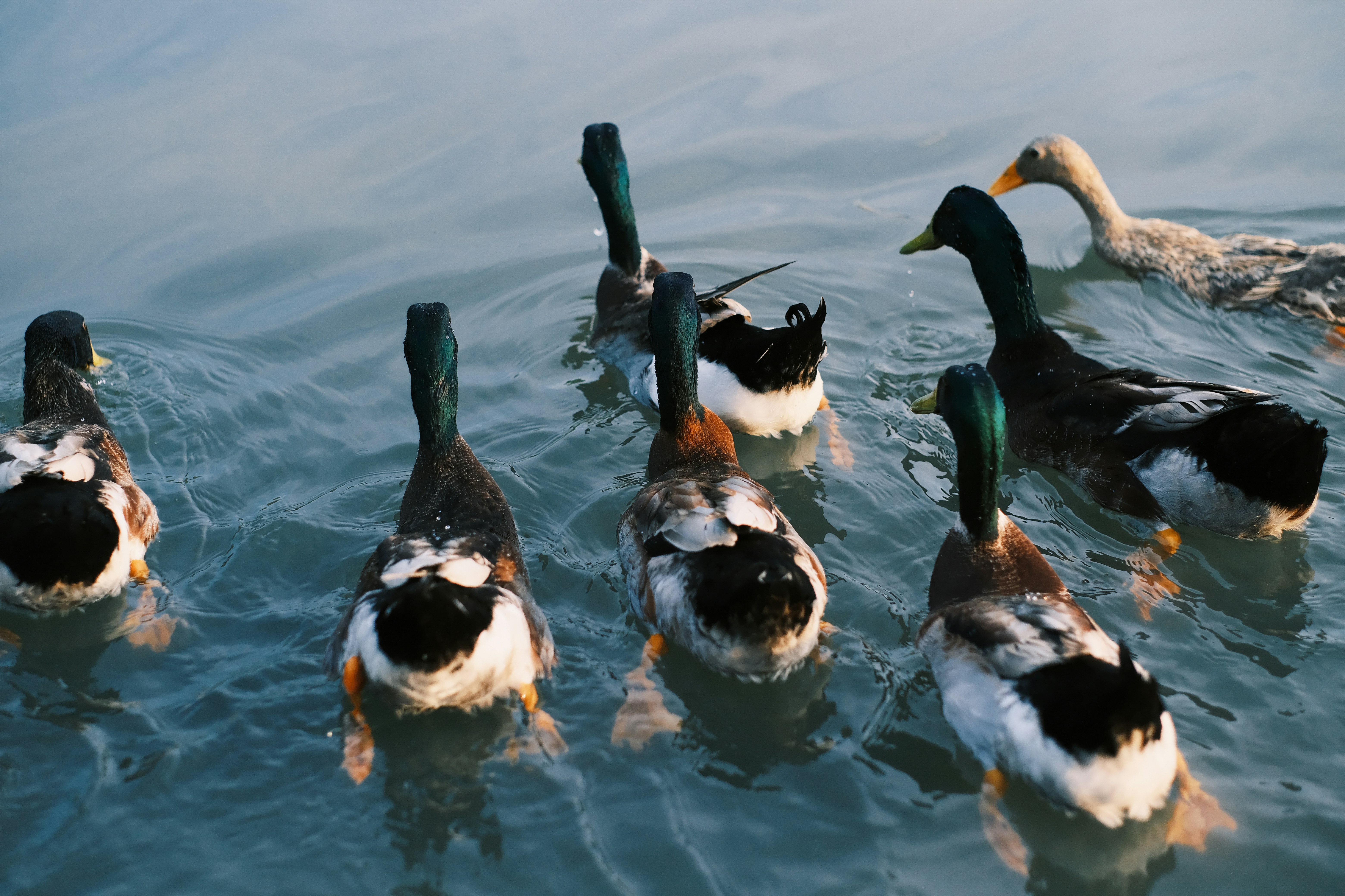 A group of ducks floating on top of a body of water photo – Free ...