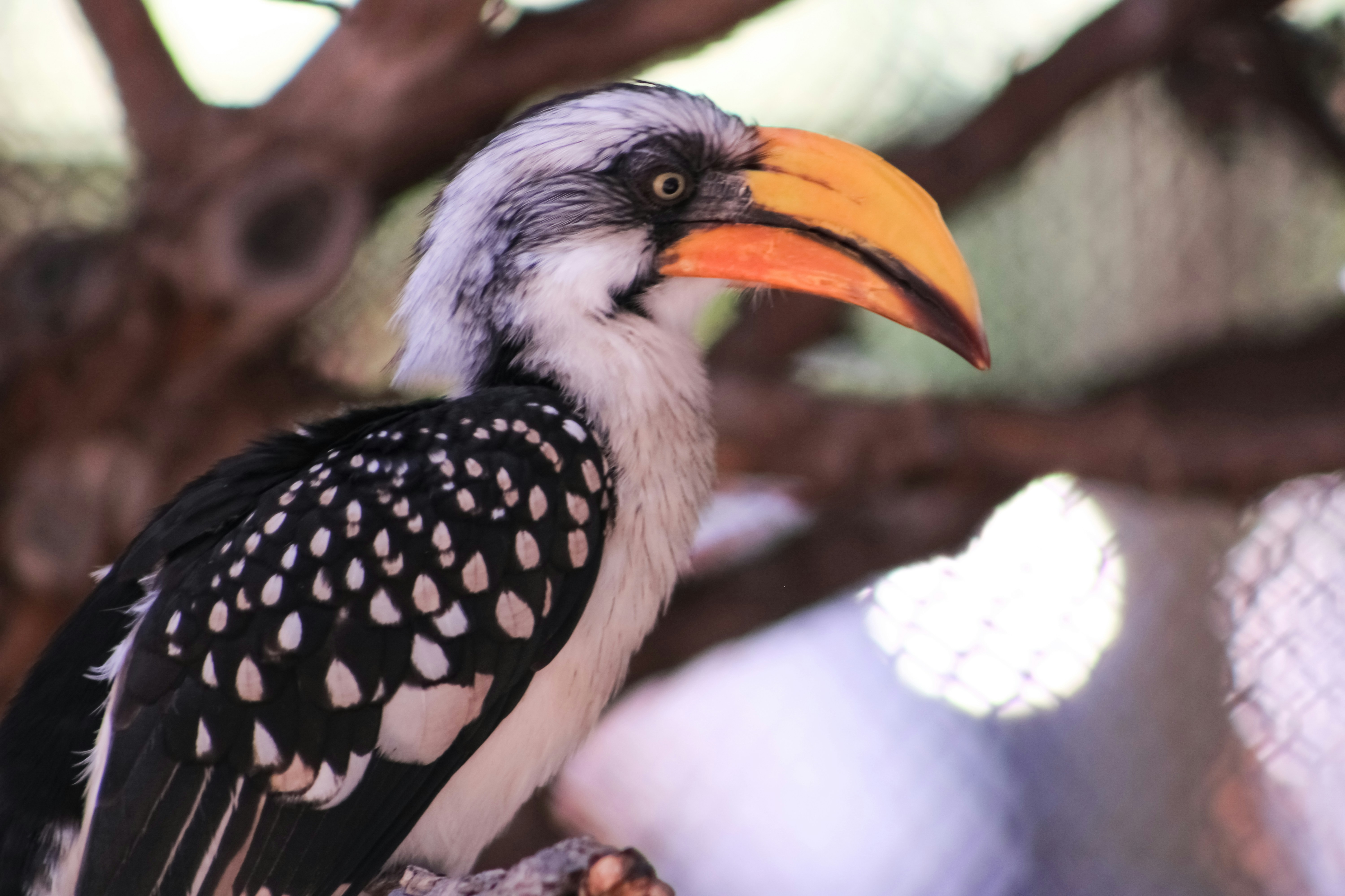 Speckled Hornbill in Dappled Light