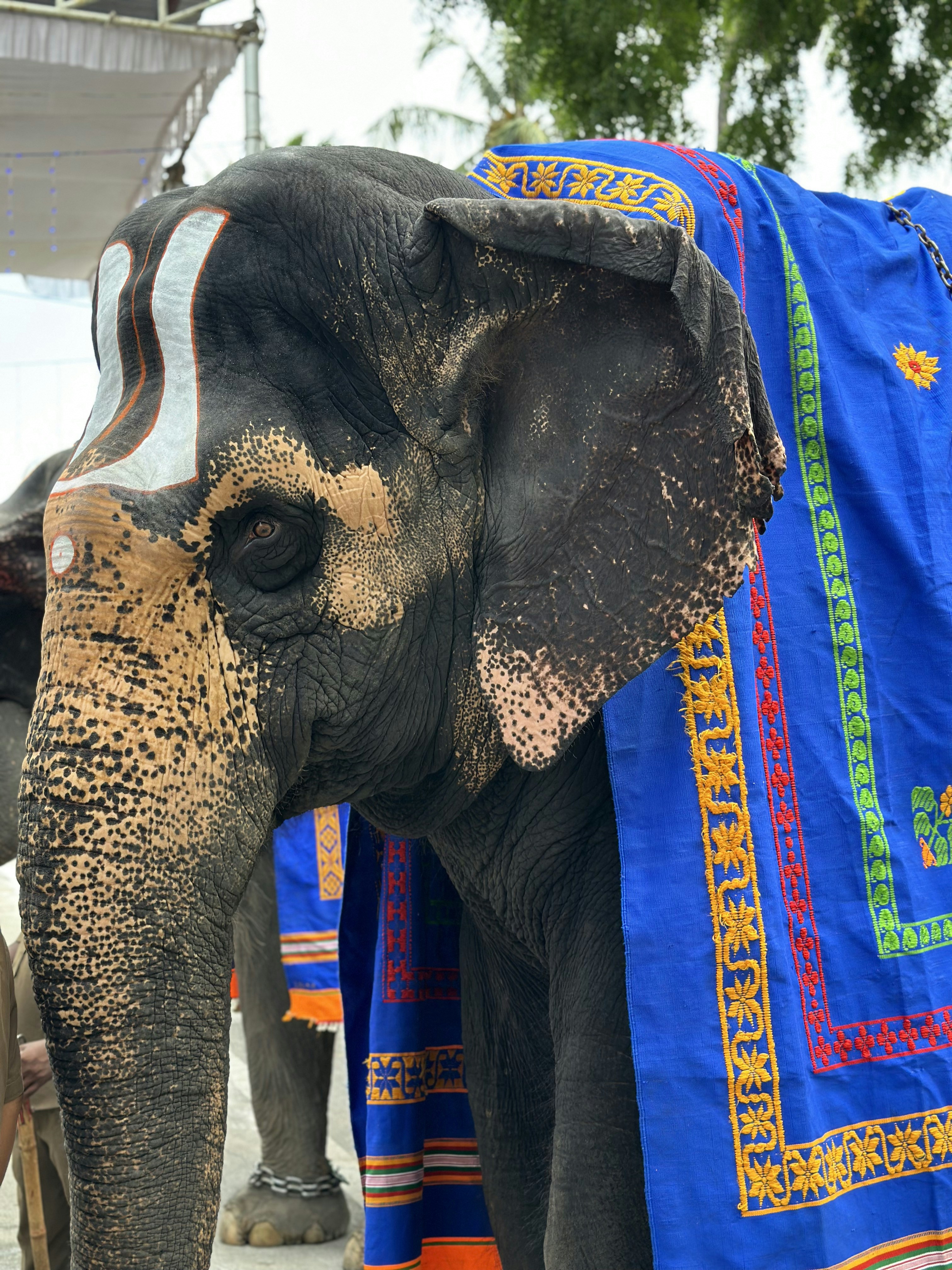 A close up of an elephant wearing a blanket photo – Free Tirupati Image ...