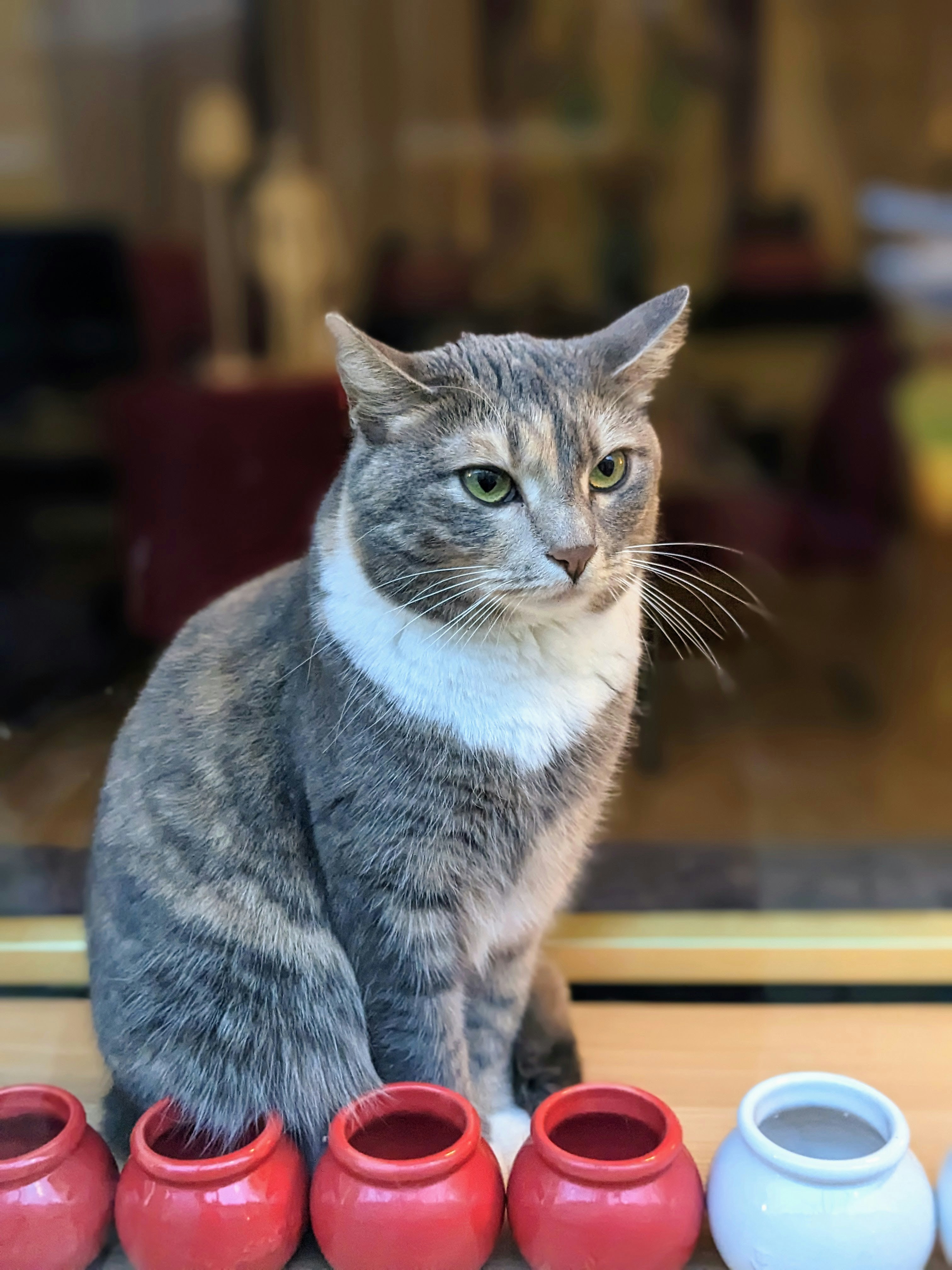 Window-Side Tabby: Gray Fur, Green Eyes, and Ceramic Pots