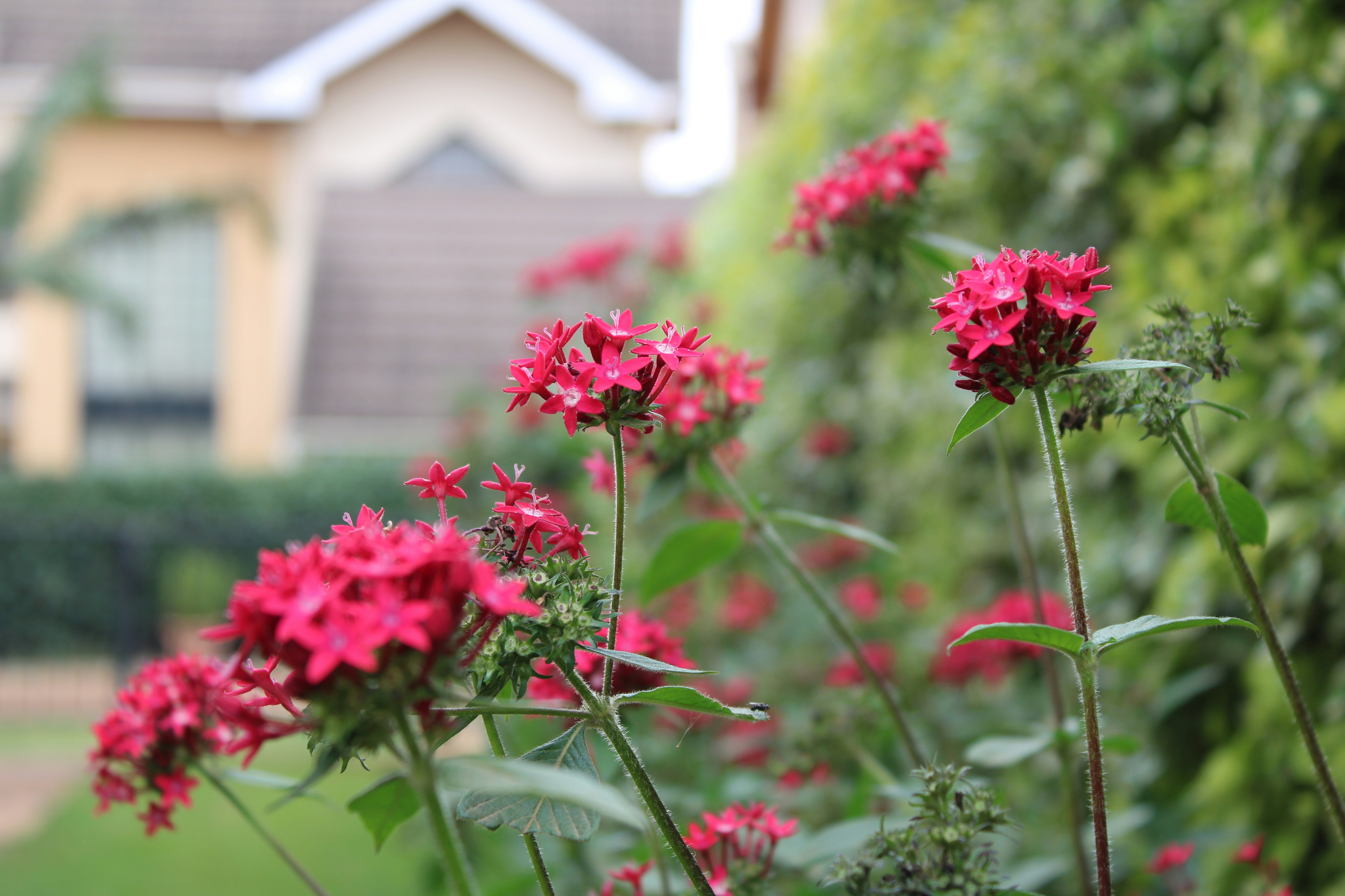 Crimson Bloom Chorus in a Quiet Suburban Garden
