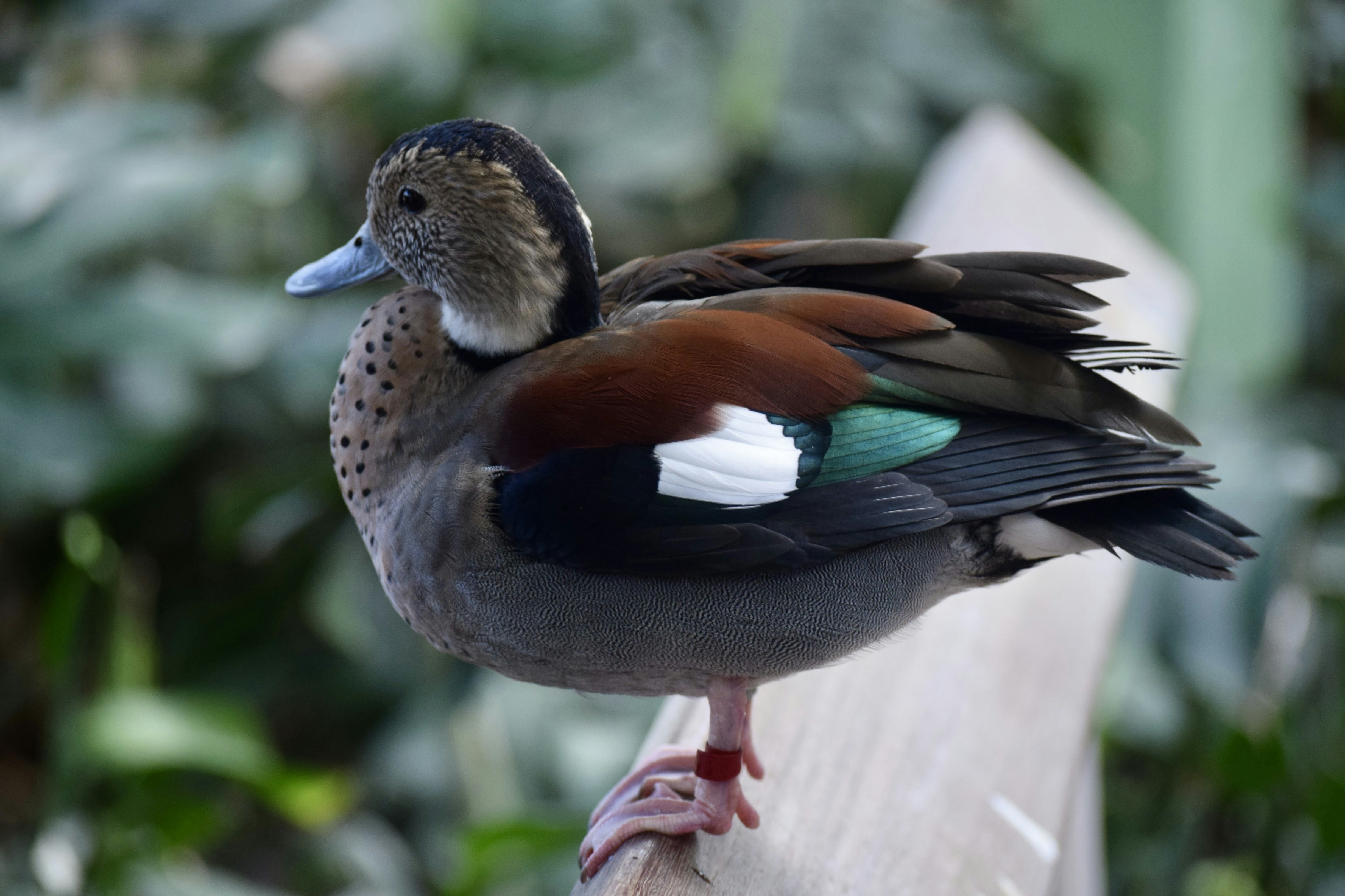 Perched Mandarin: a close-up of brilliant plumage on a wooden rail