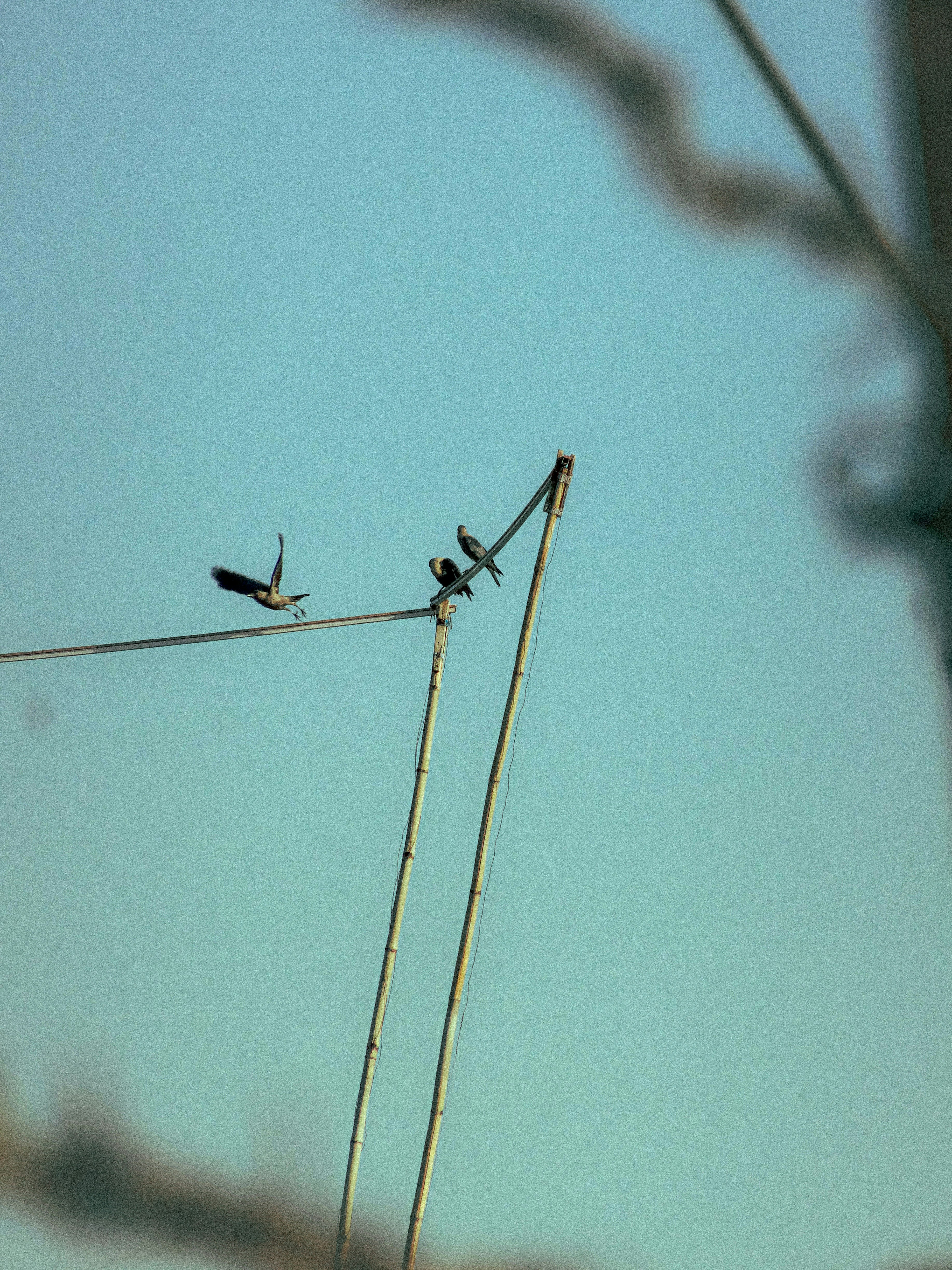 two birds sitting on top of a power line