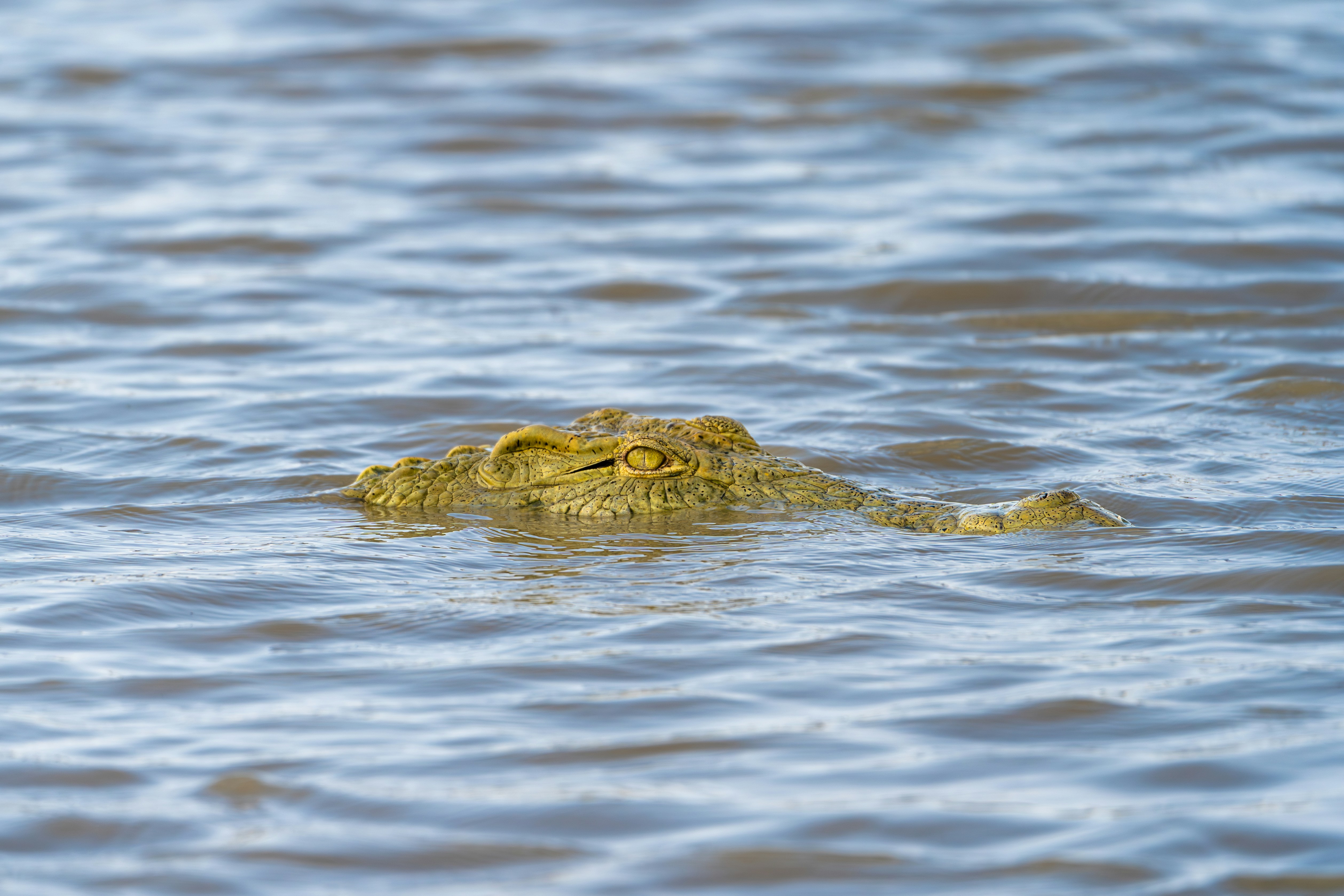 Glassy Wakefulness: Crocodile Peeks Through the Surface