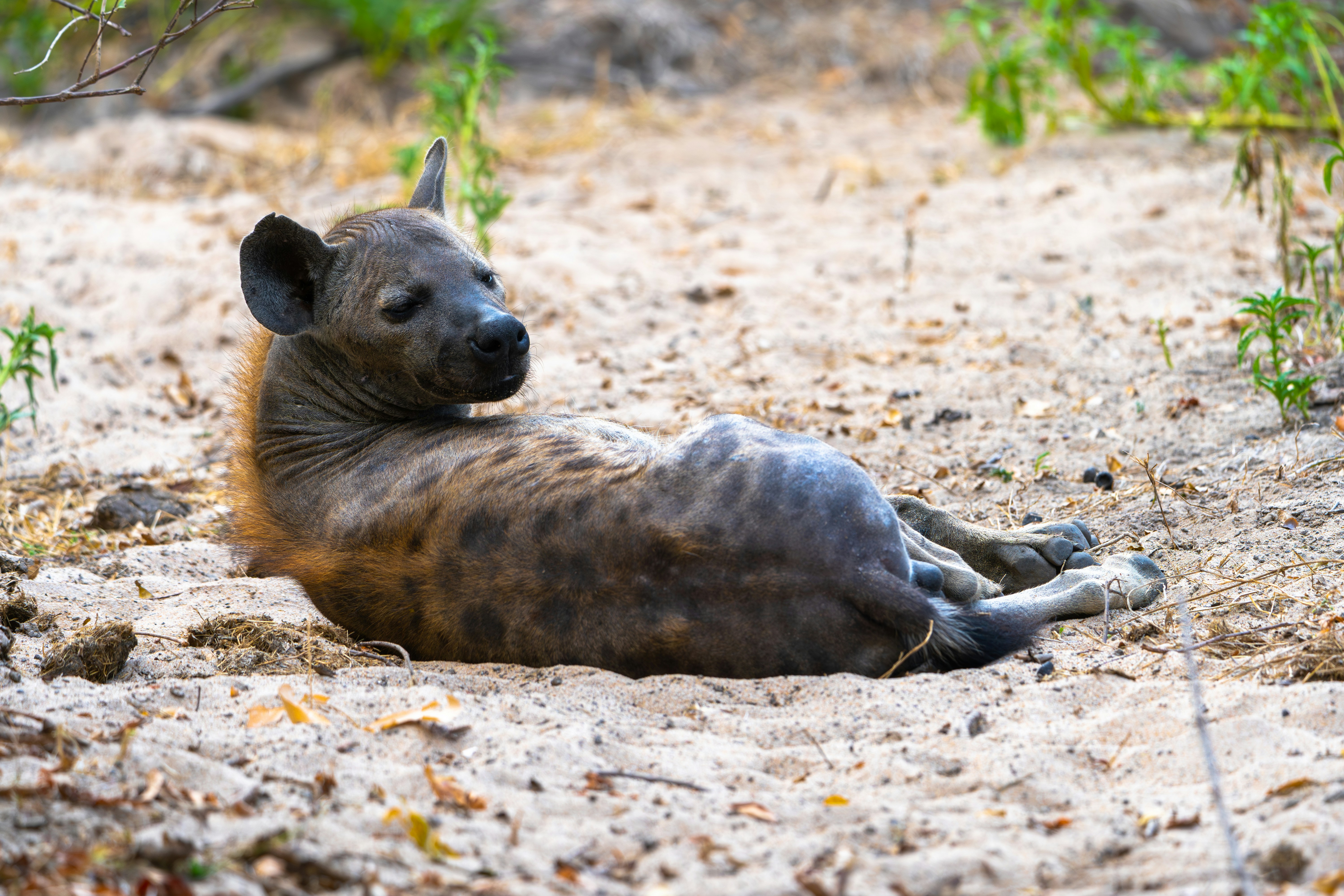 A hyena laying down in the dirt photo – Free Animal Image on Unsplash