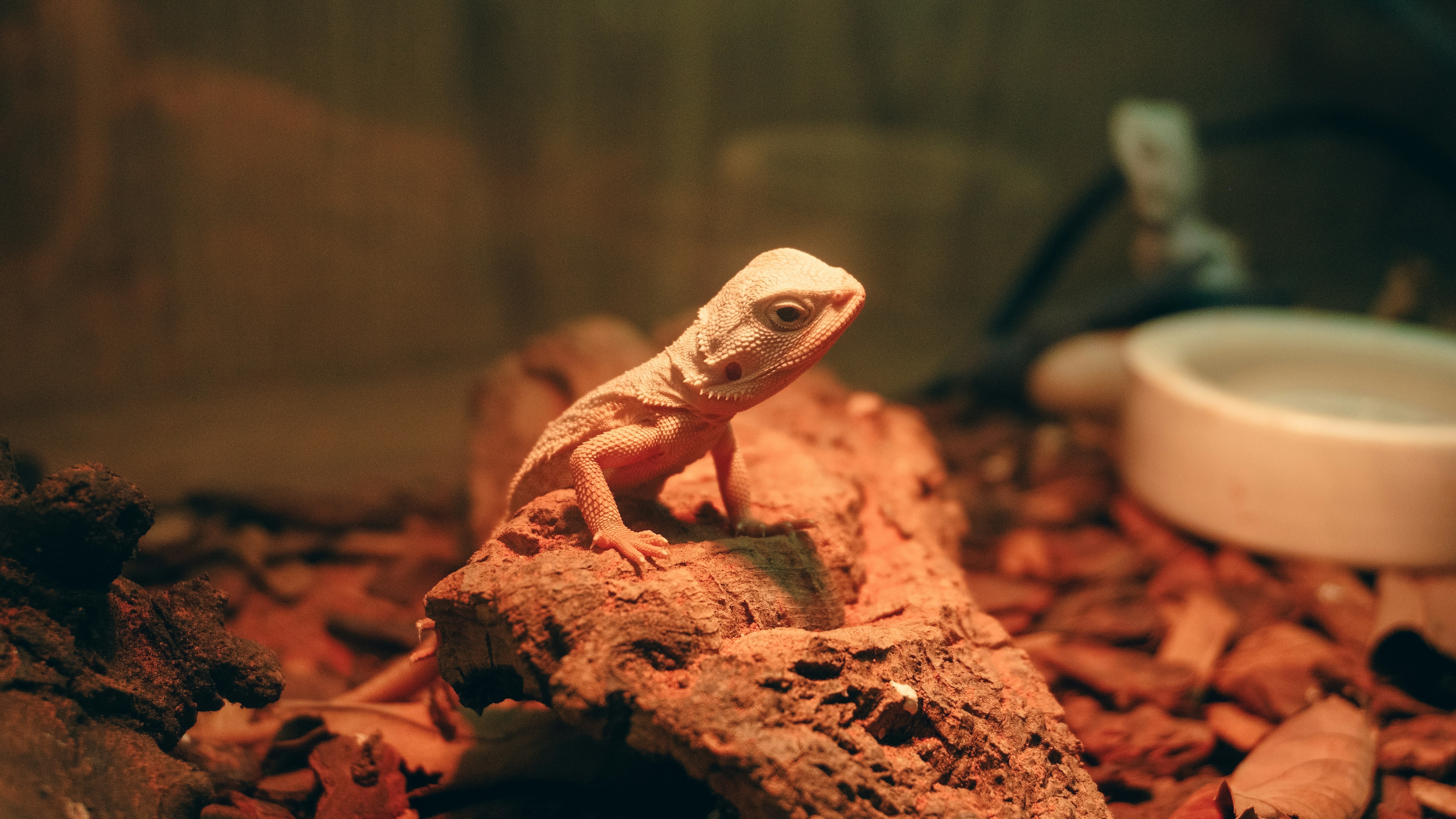 Terrarium Sentinel: A Lizard on a Clay-Toned Rock under Soft Glow
