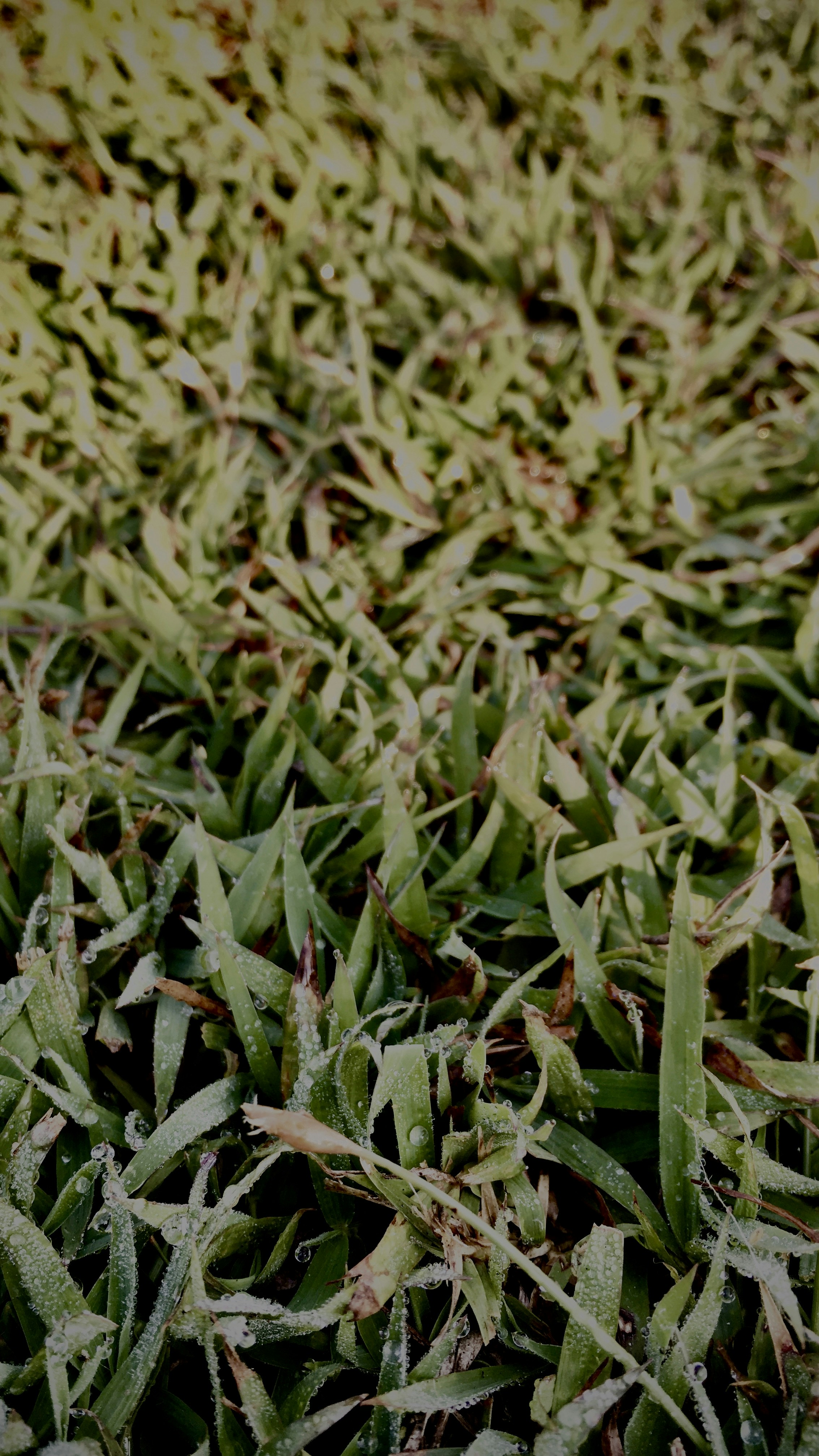 Frost-Kissed Grass: A Micro Landscape in Morning Light