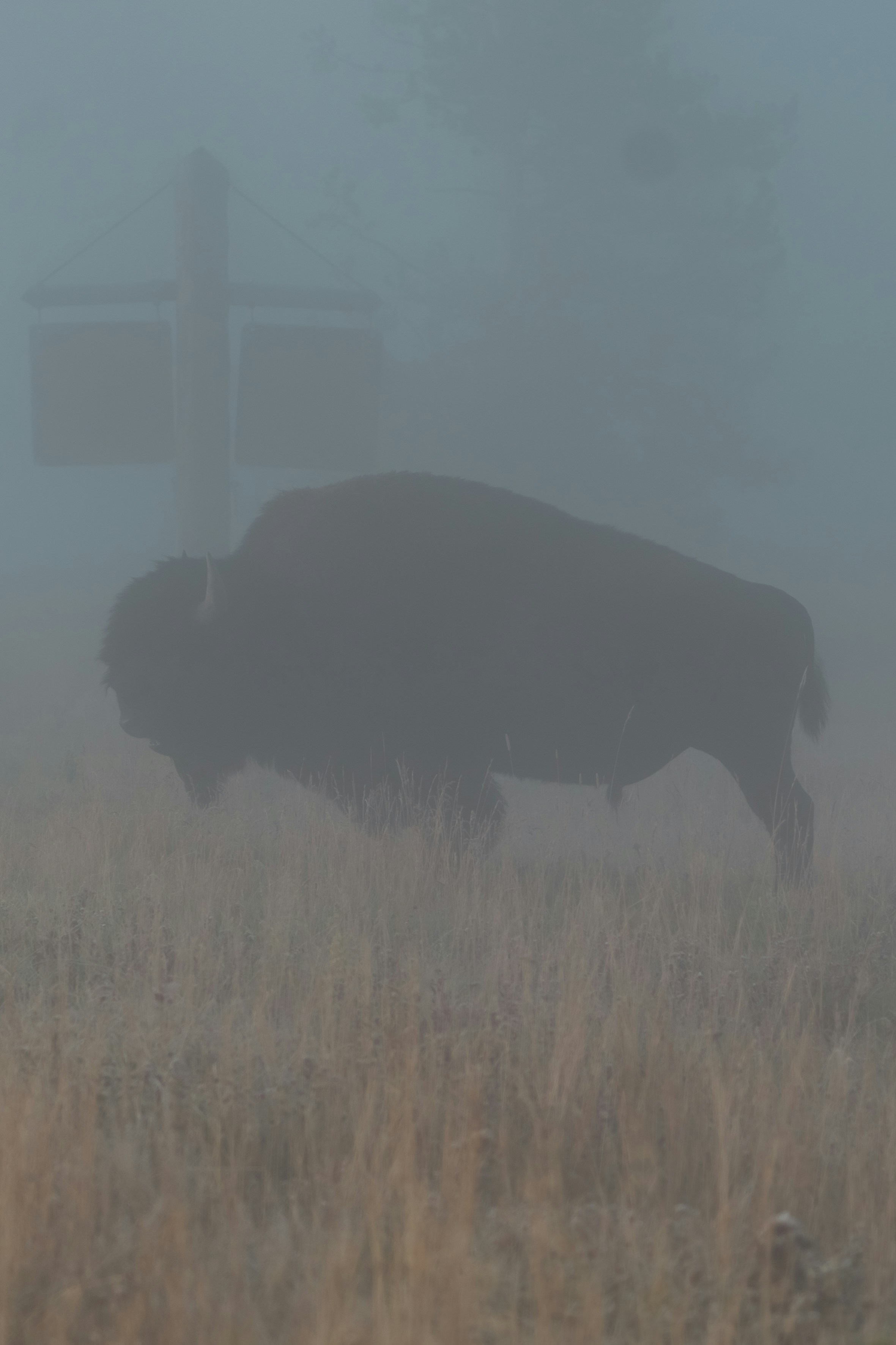 Fogbound Sentinel: Bison at Ground Level Beneath a Distant Lift