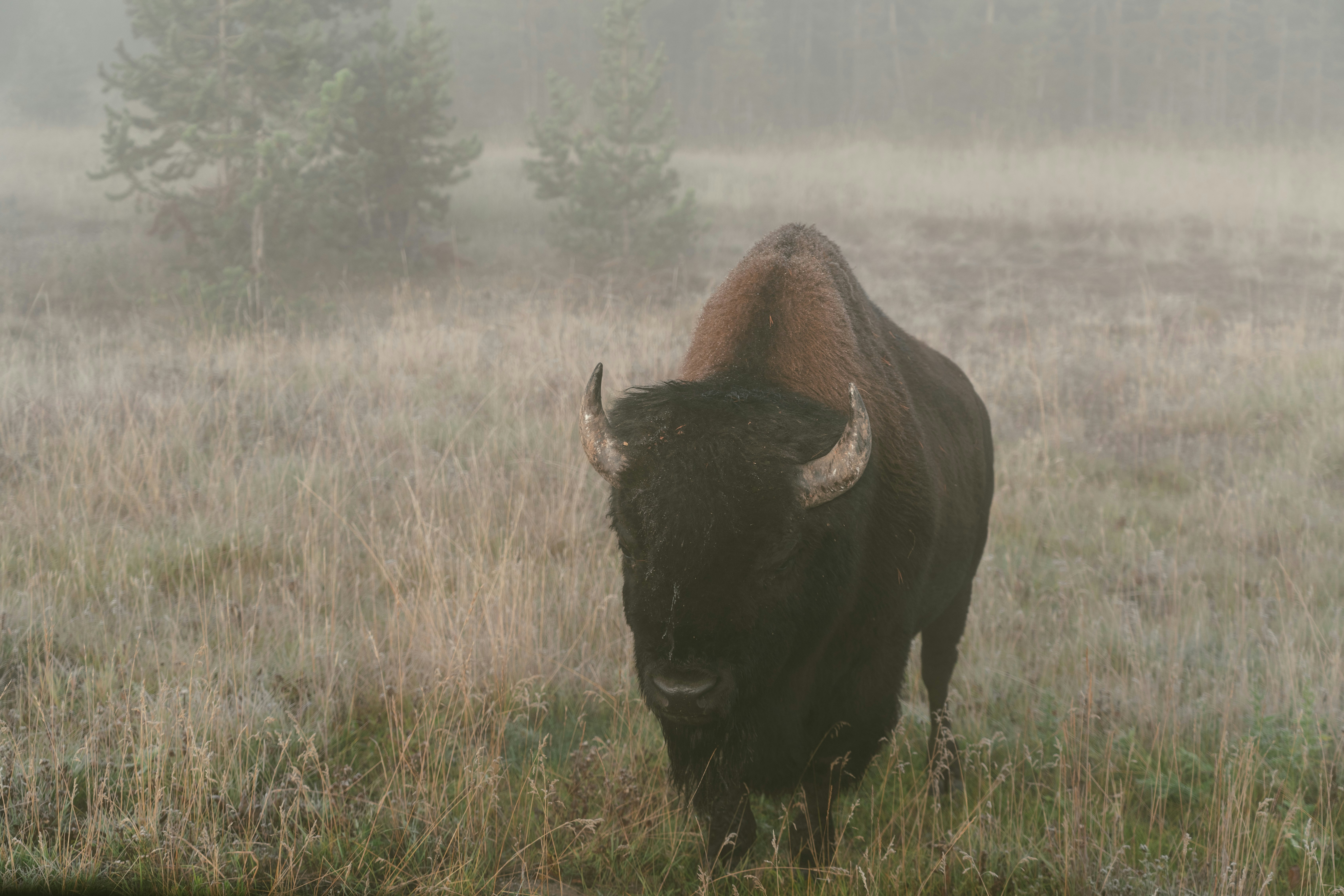 A bison standing in a field in the fog photo – Free Yellowstone ...