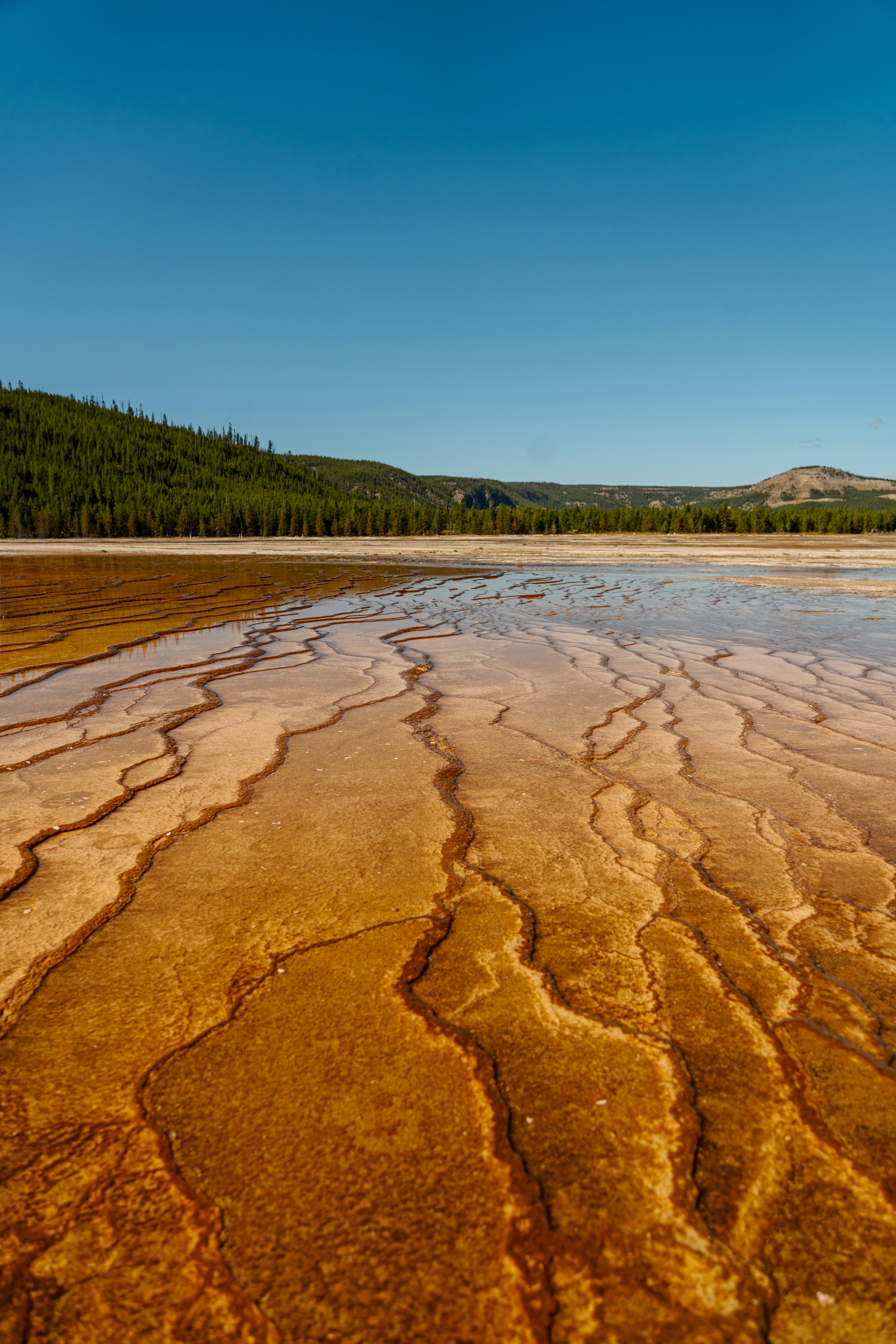 a large body of water surrounded by a forest