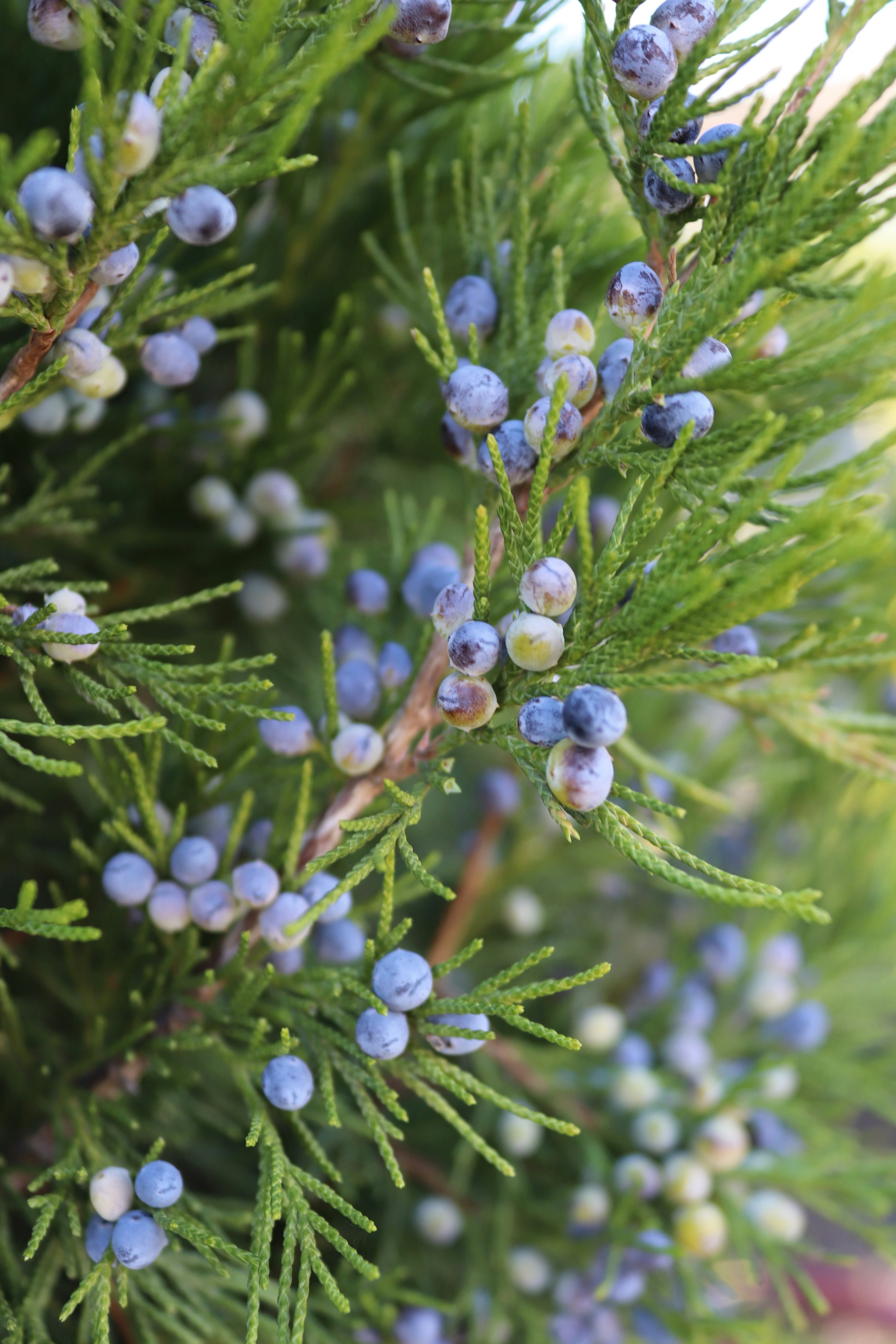 a close up of a pine tree with blue berries