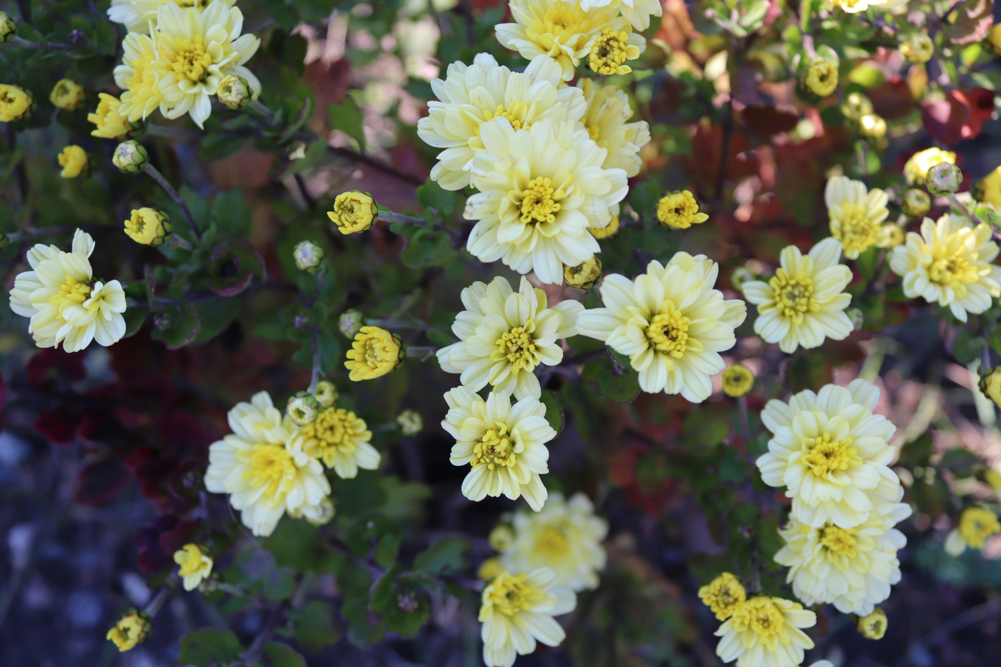 Sunlit clusters of pale yellow daisies rise amid emerald foliage