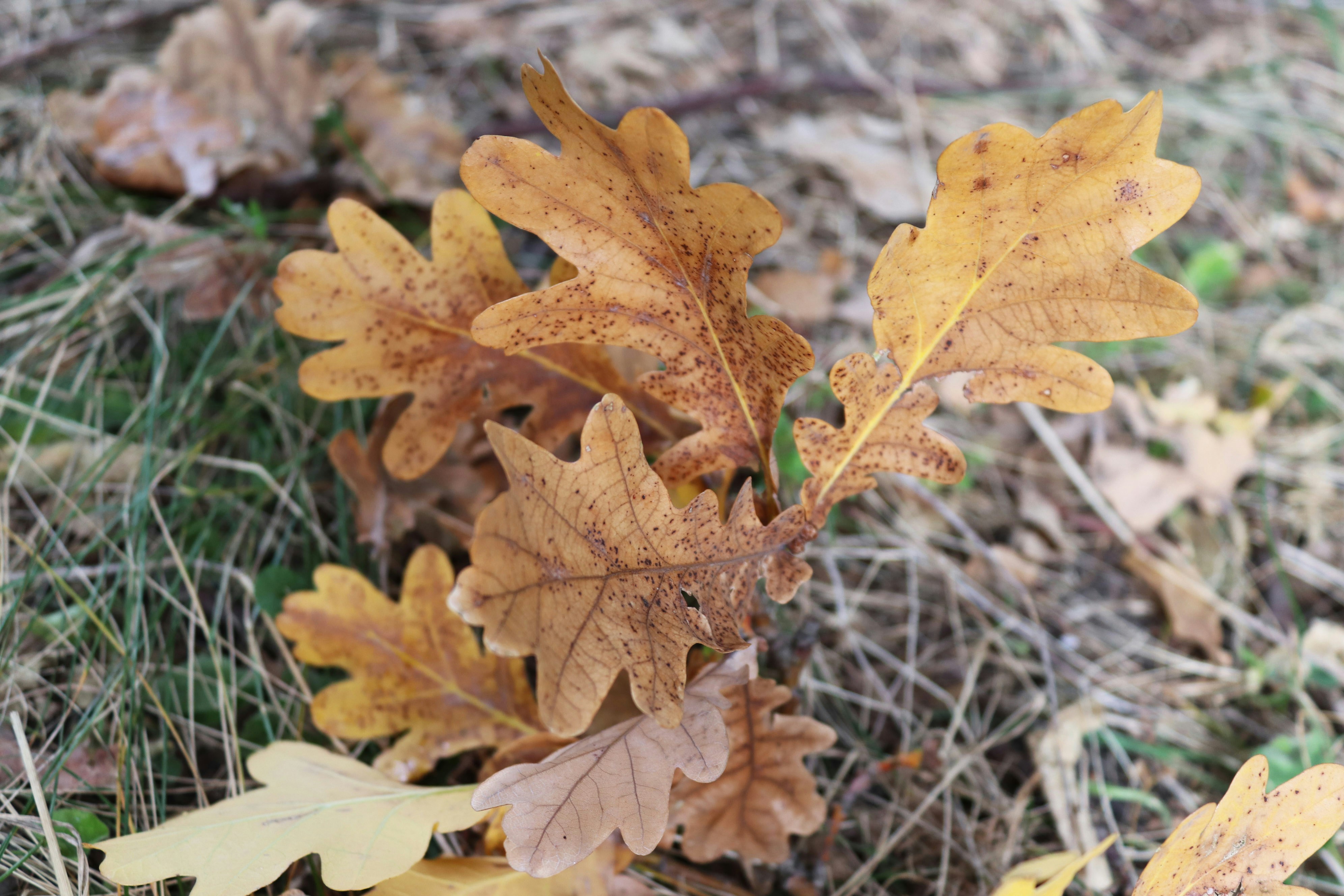 Fall Leaf Pictures | Download Free Images on Unsplash
