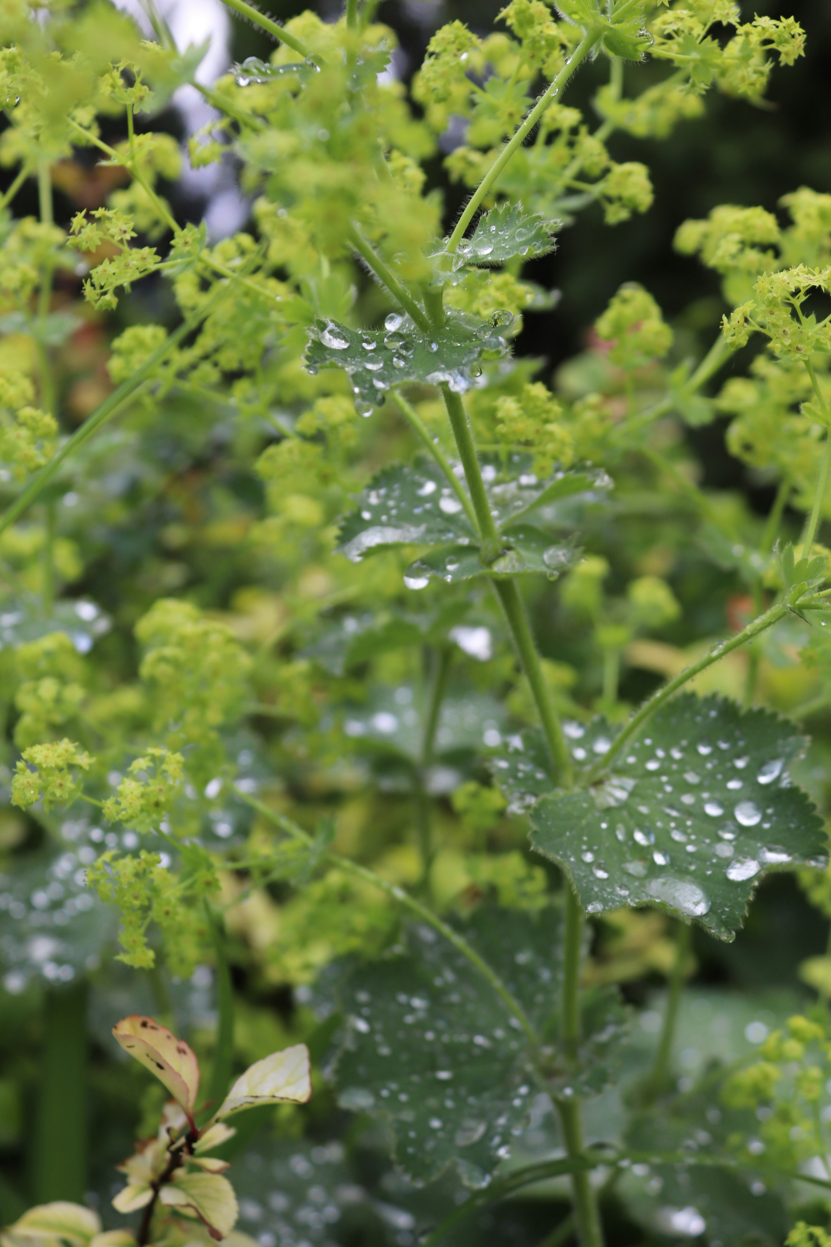 Photo by Julia Ly with Canon EOS 200D