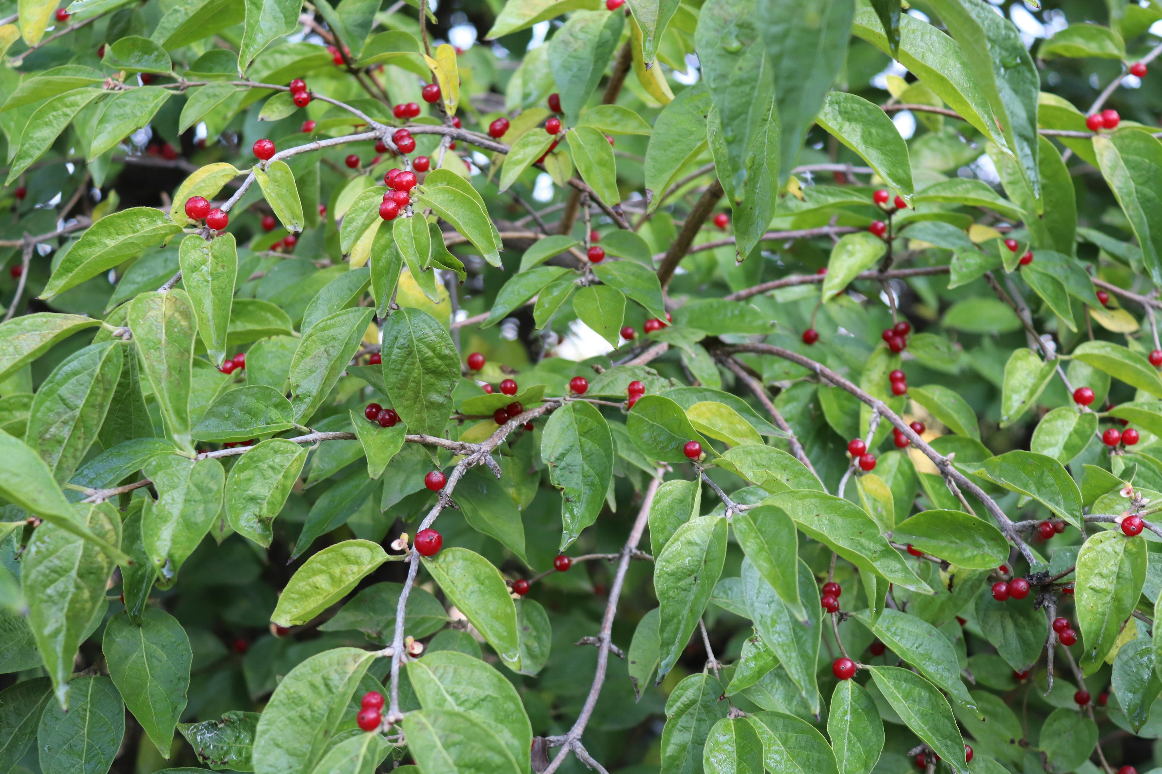 A bush with red berries and green leaves photo – Free Flora Image on ...