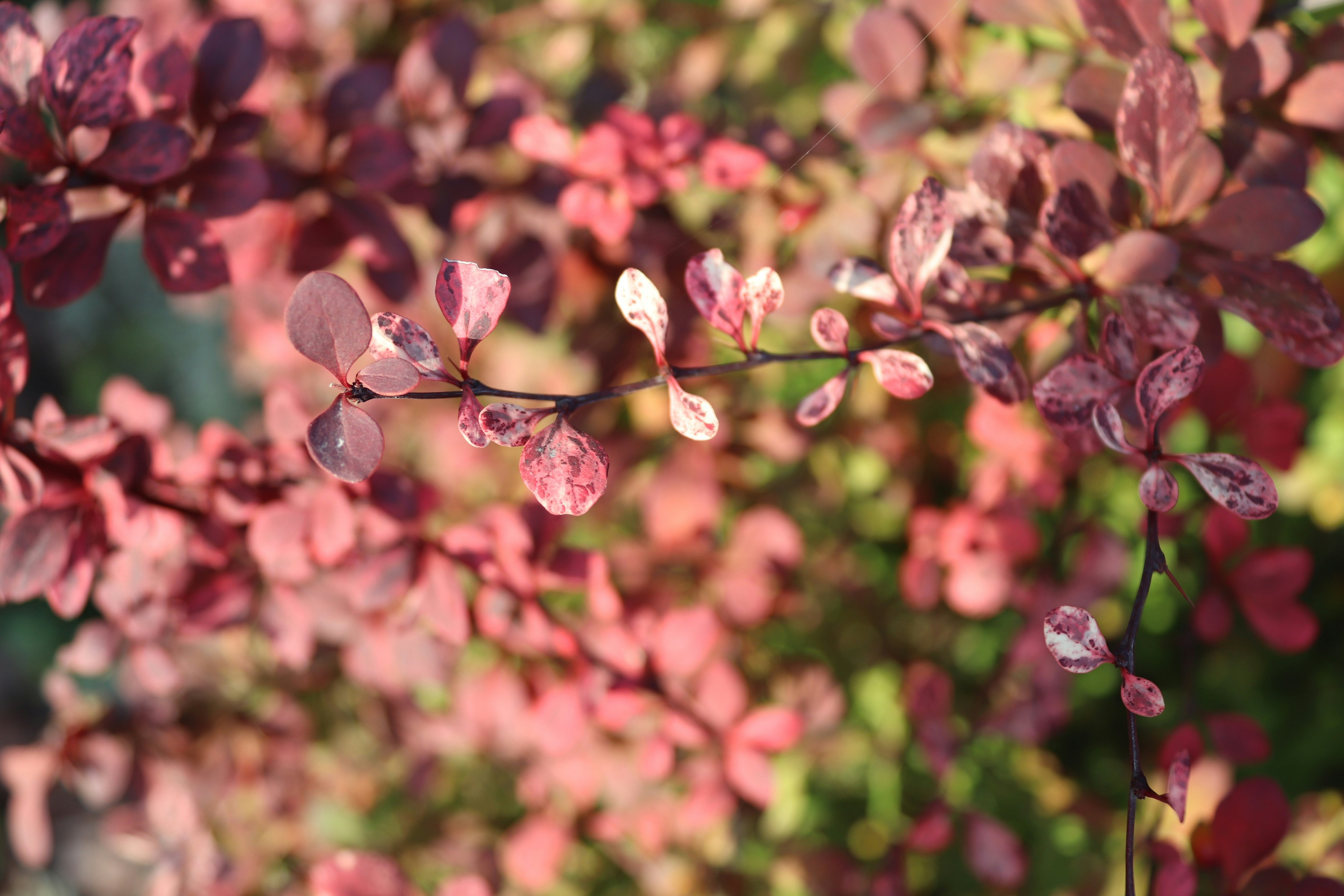 A close up of a tree with pink leaves photo – Free Plant Image on Unsplash