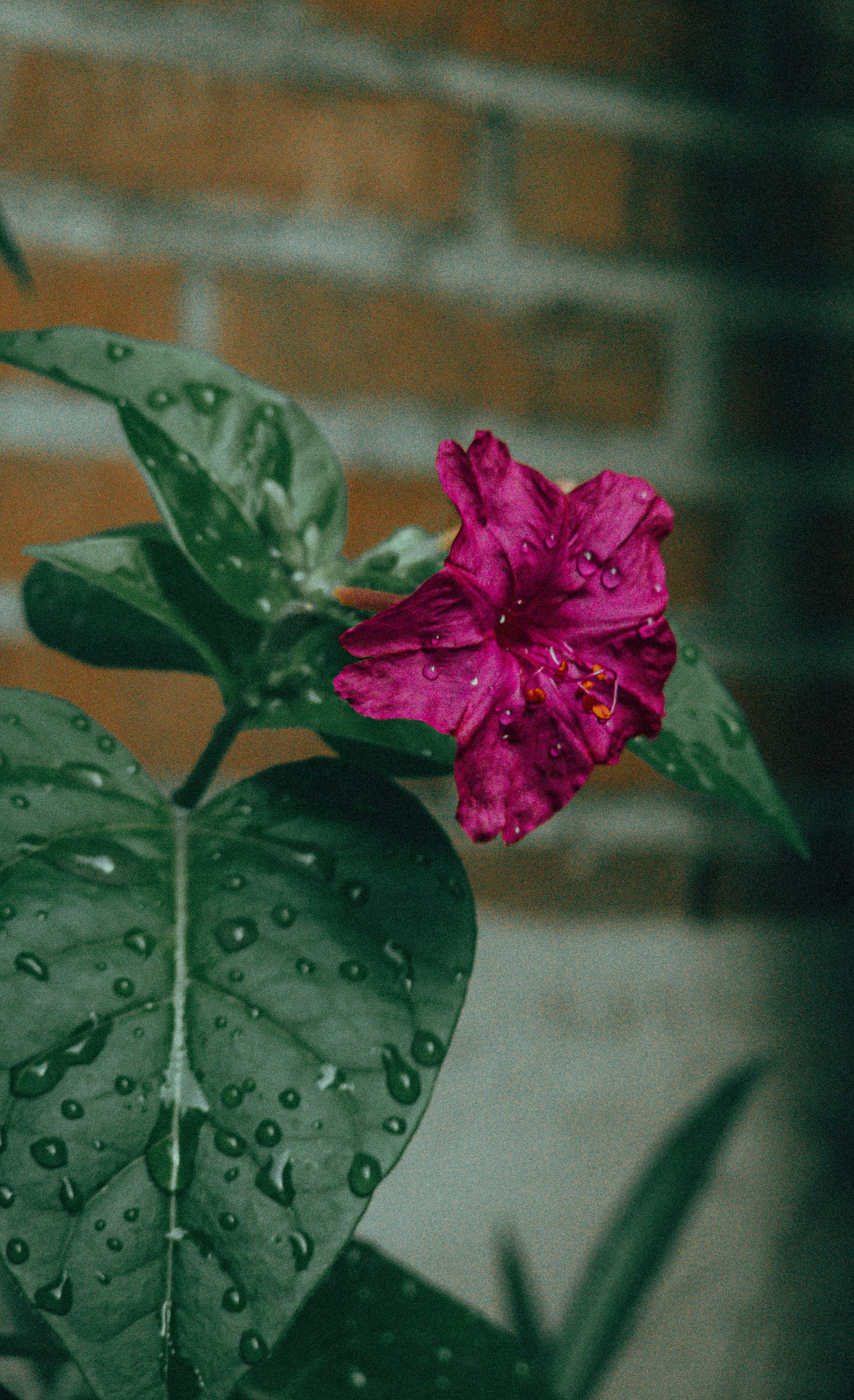 Dew-kissed Magenta Hibiscus Framed by Weathered Brick
