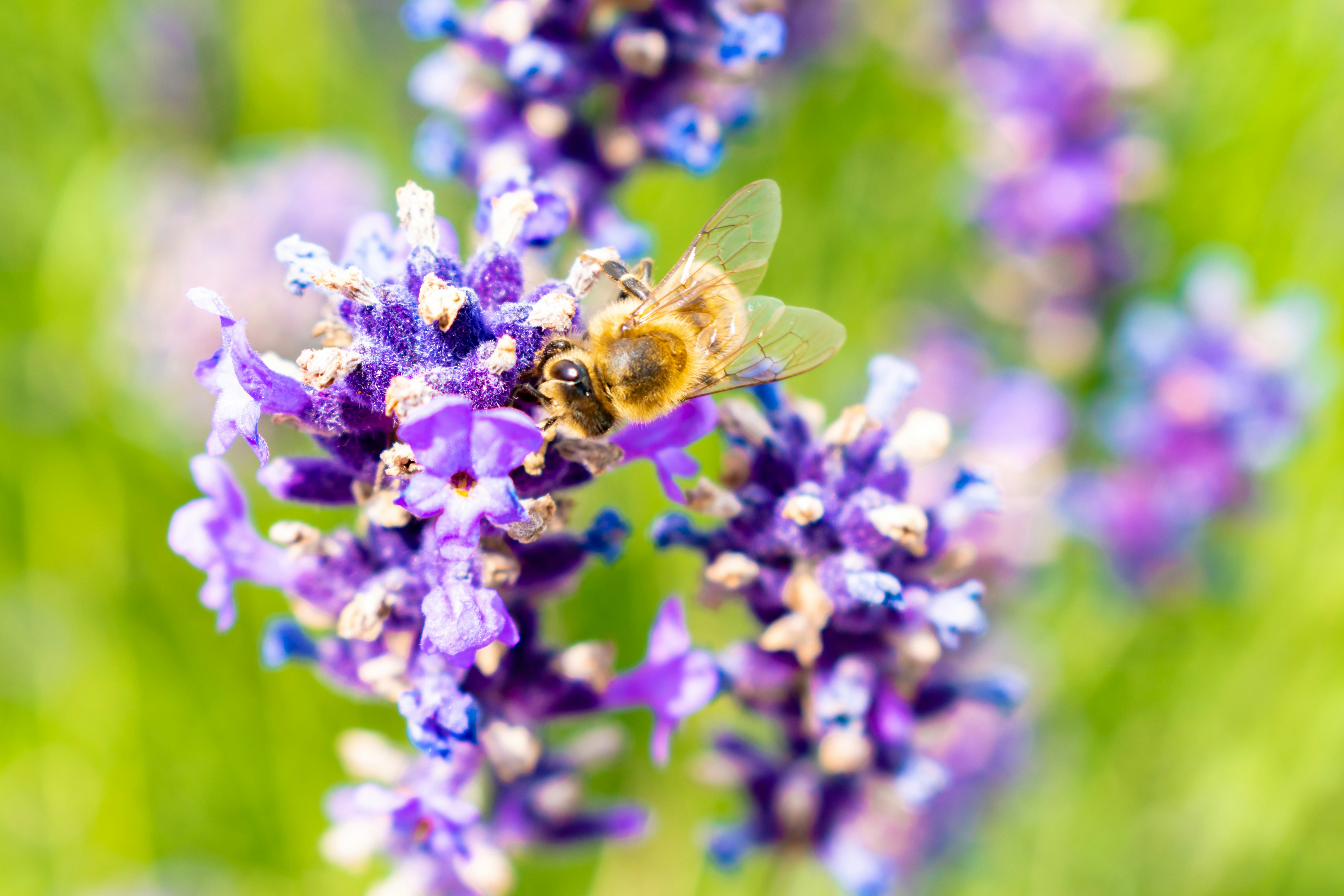 Bee at the Heart of Lavender: Close-Up in Soft Focus