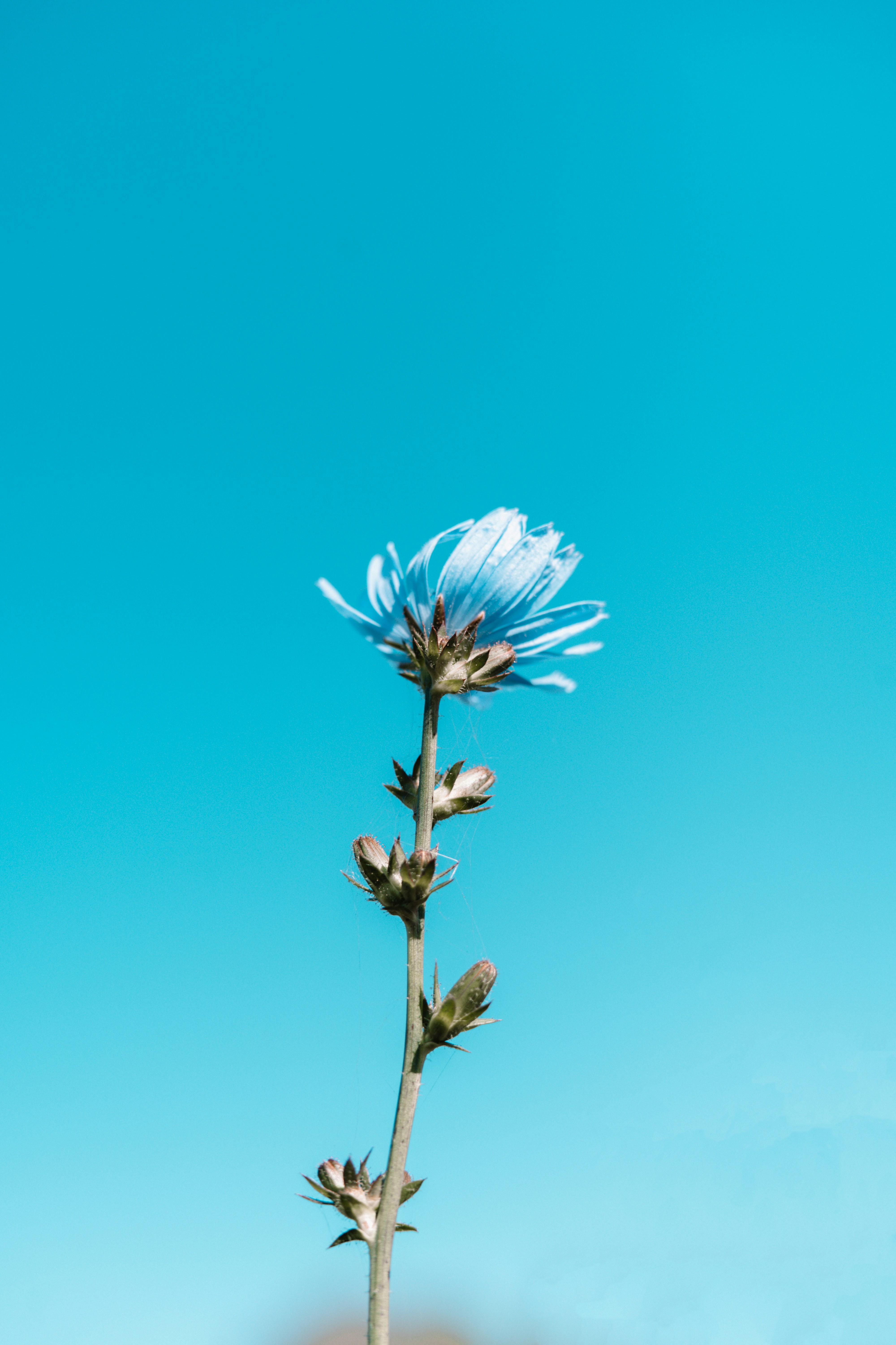 A single flower on a light blue background photo – Free Flower Image on ...