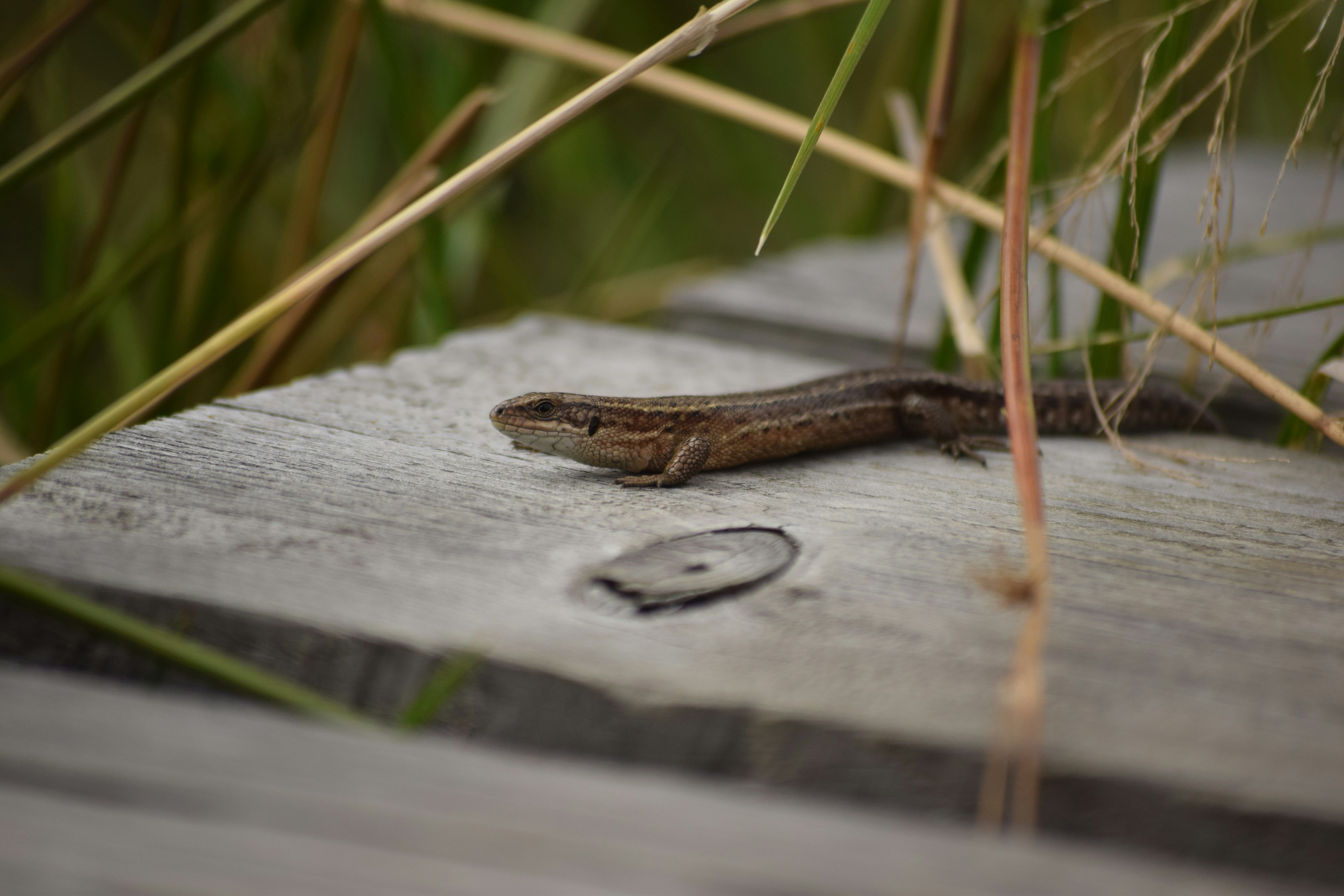 Field Lizard on Weathered Planks: A Quiet Moment Between Blades of Grass