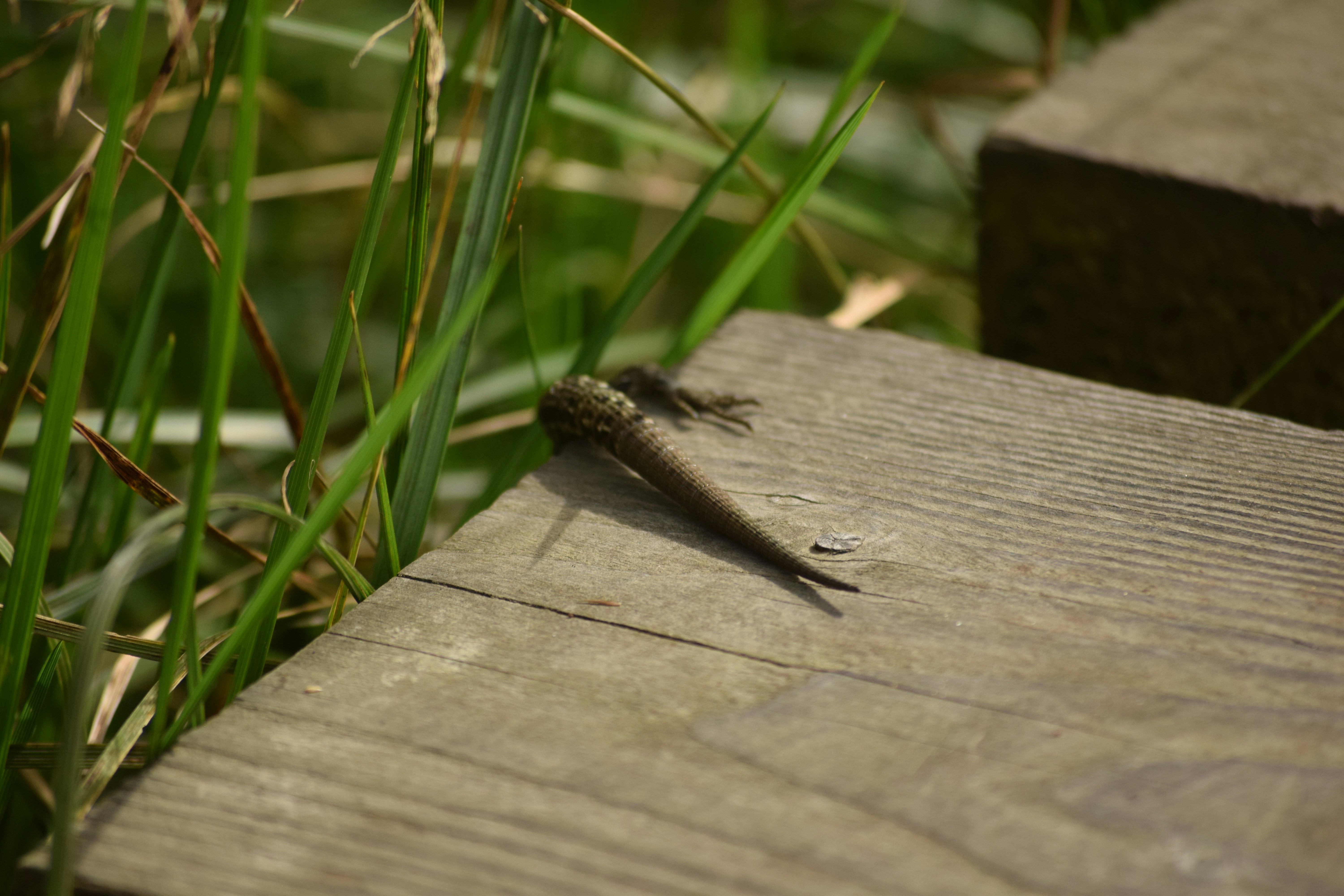 Lizard on Weathered Deck: A Quiet Moment by the Water