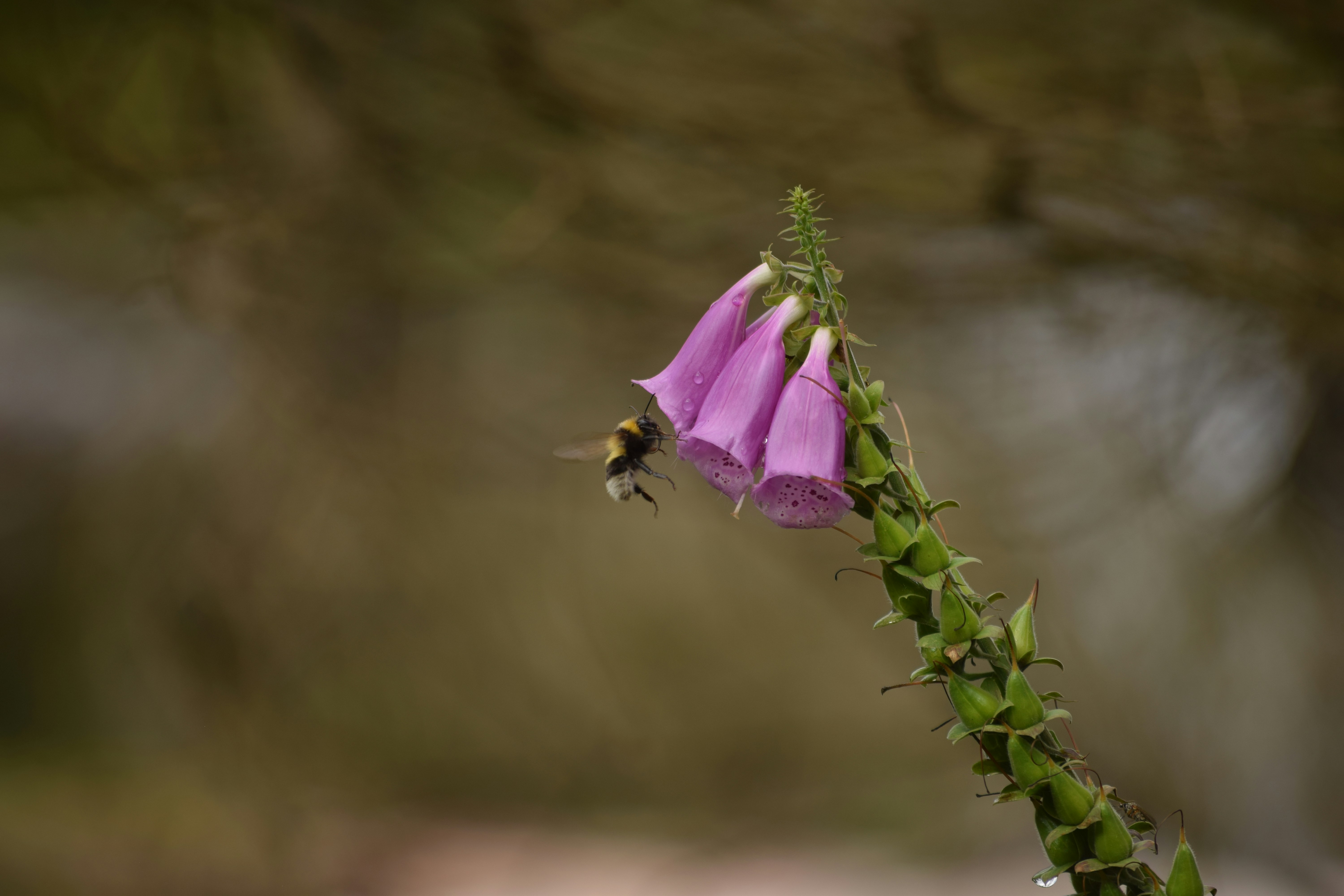 Pollinator Pause on a Pink Foxglove Spike