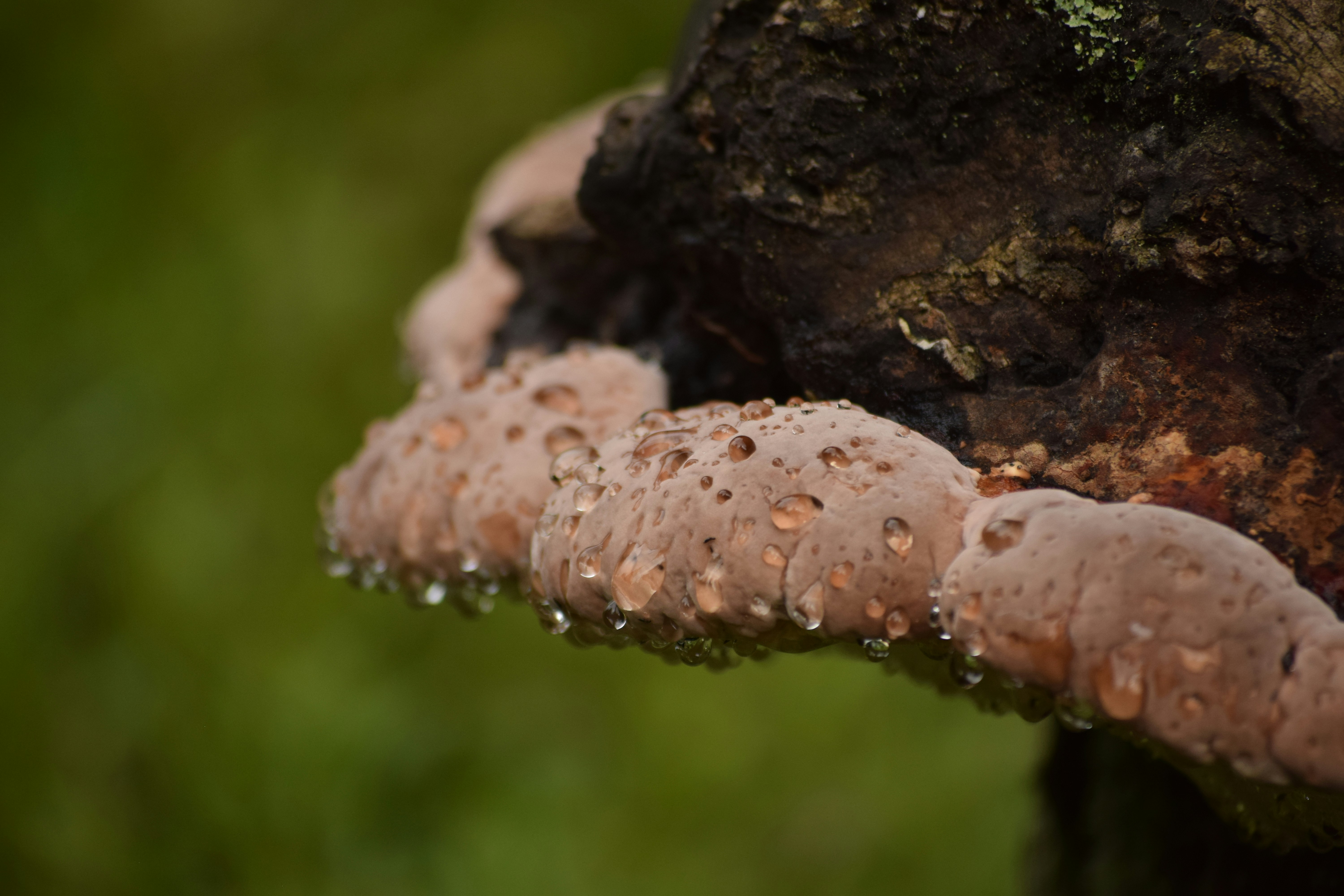 Dew-Kissed Bracket Fungus on Rain-Worn Bark