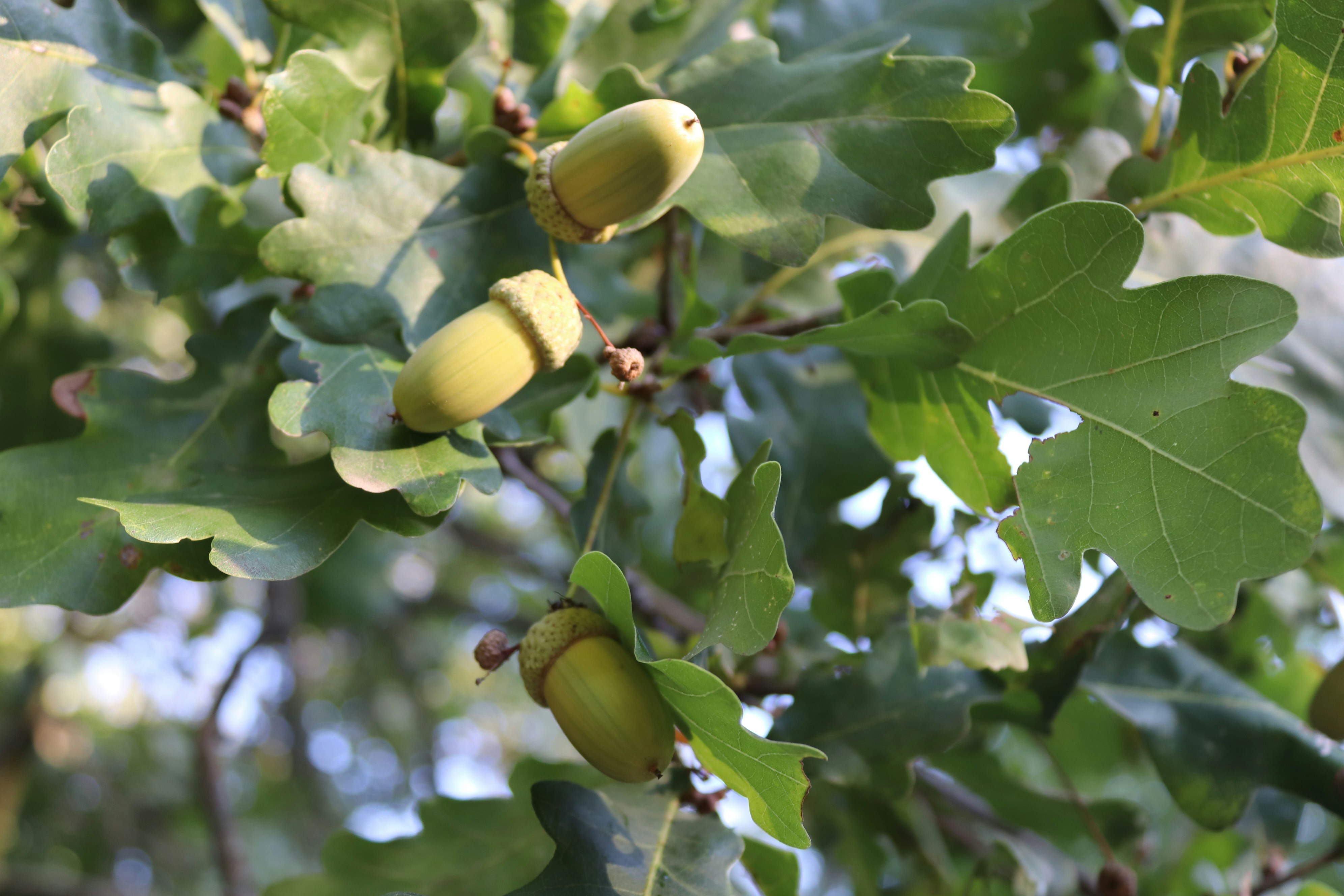 Acorns Pictures | Download Free Images on Unsplash