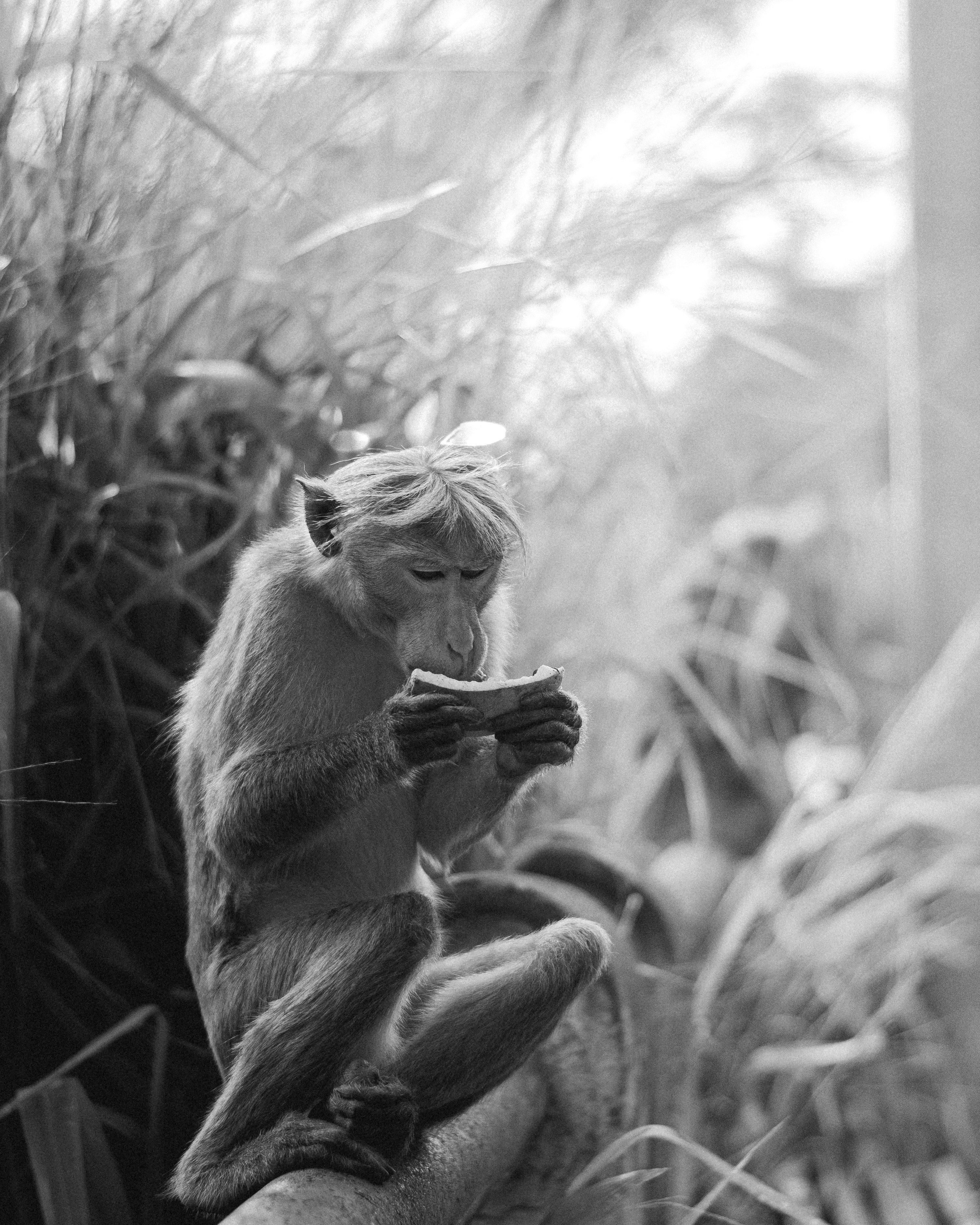 Monochrome Snack Break: A macaque savoring a fruit slice on a rocky perch